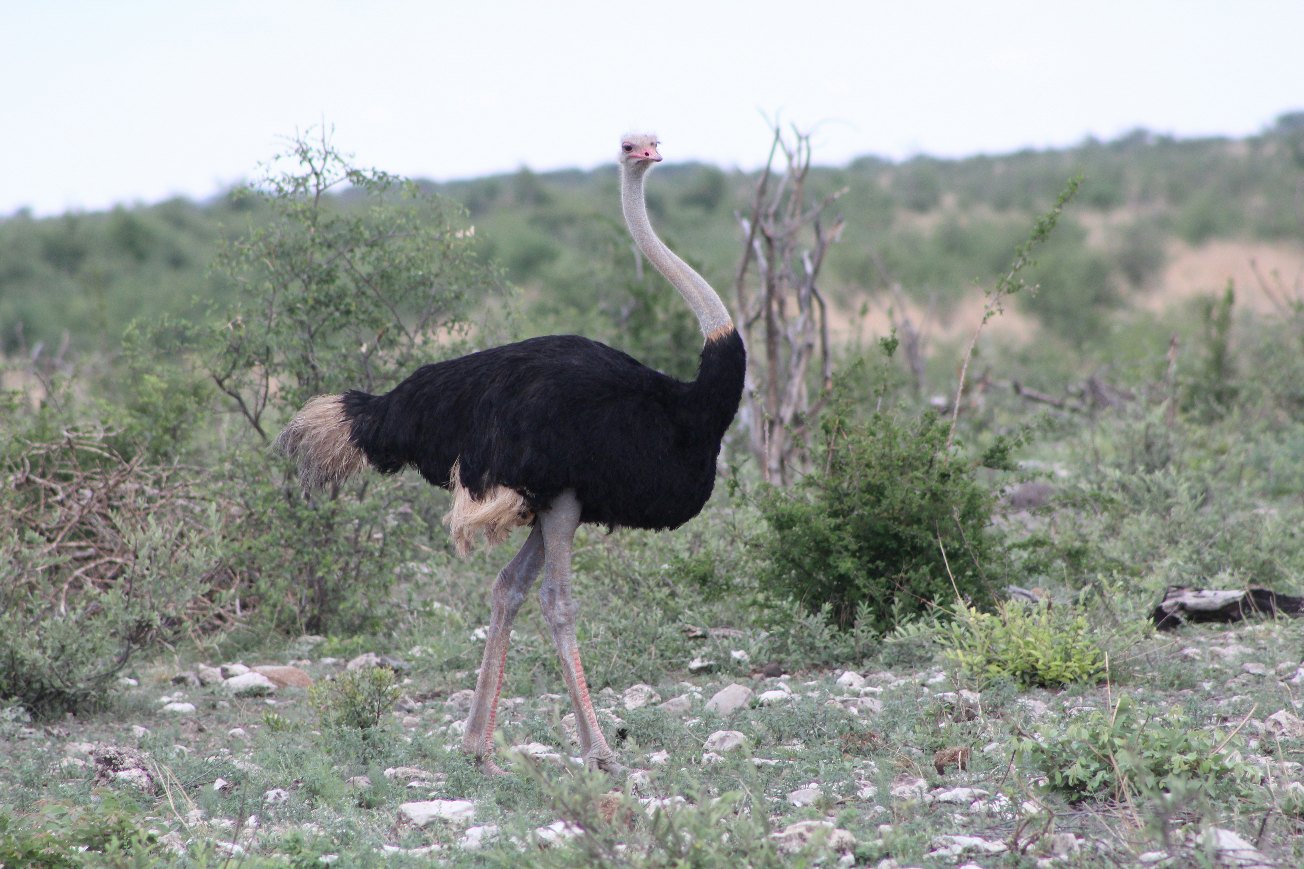 An ostrich gracefully walking through a rocky landscape dotted with sparse vegetation. The scene captures the essence of the bird's natural environment.