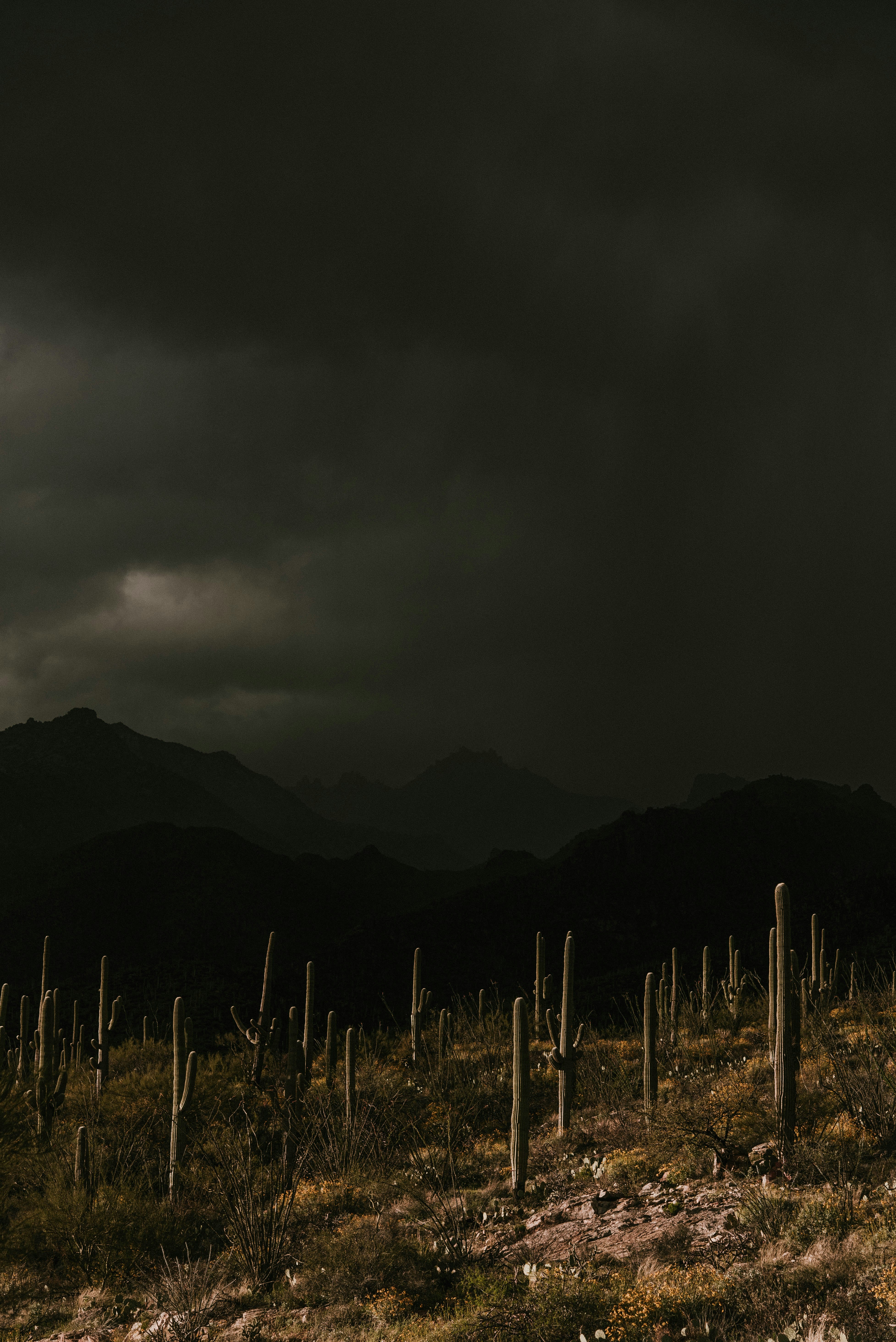 Desert Nightfall: Cacti Stand Guard Under Storm‑Laden Skies