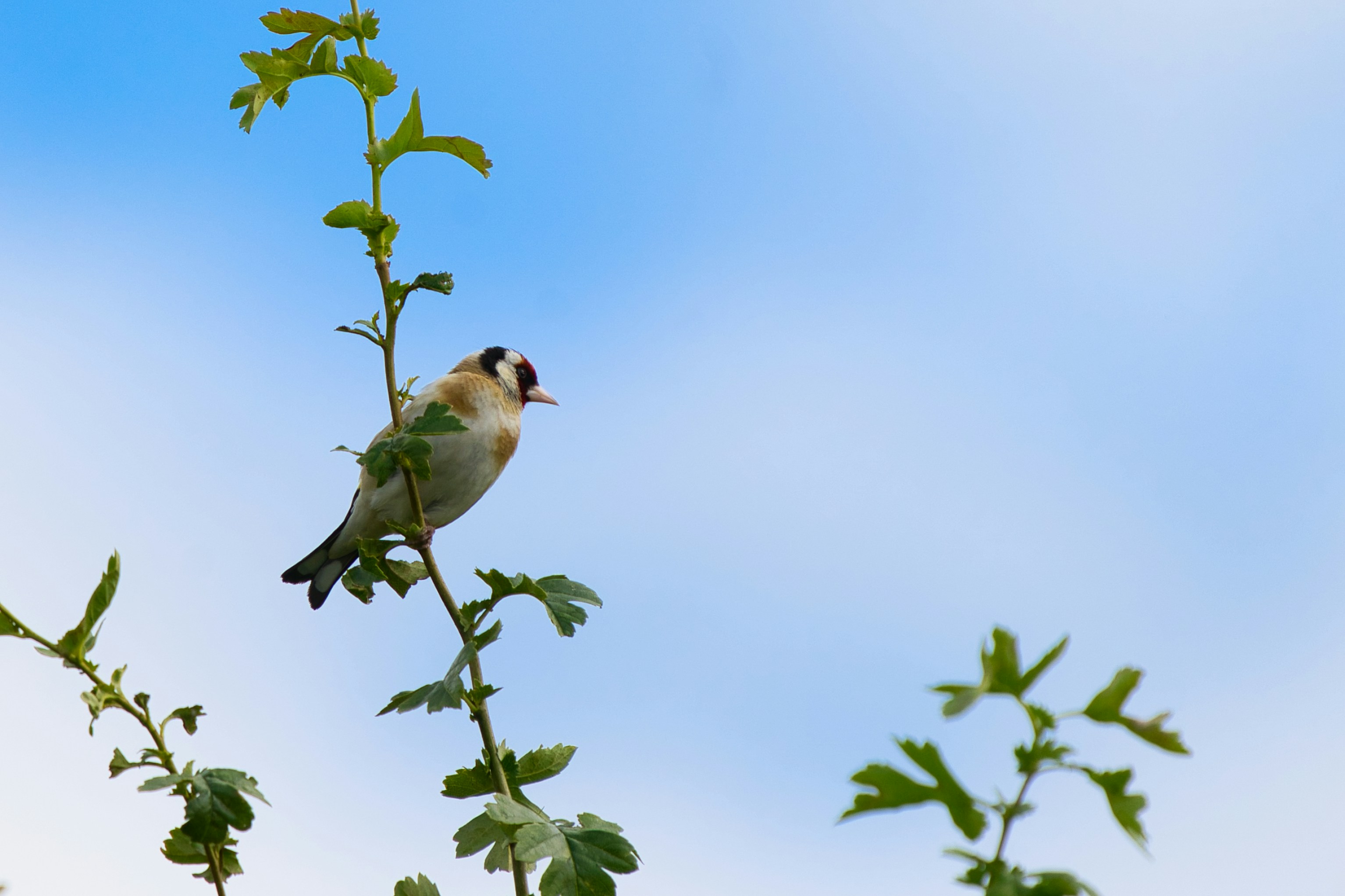Cerulean Sky Branch Sentinel: A Tiny Songbird on a Slim Twig