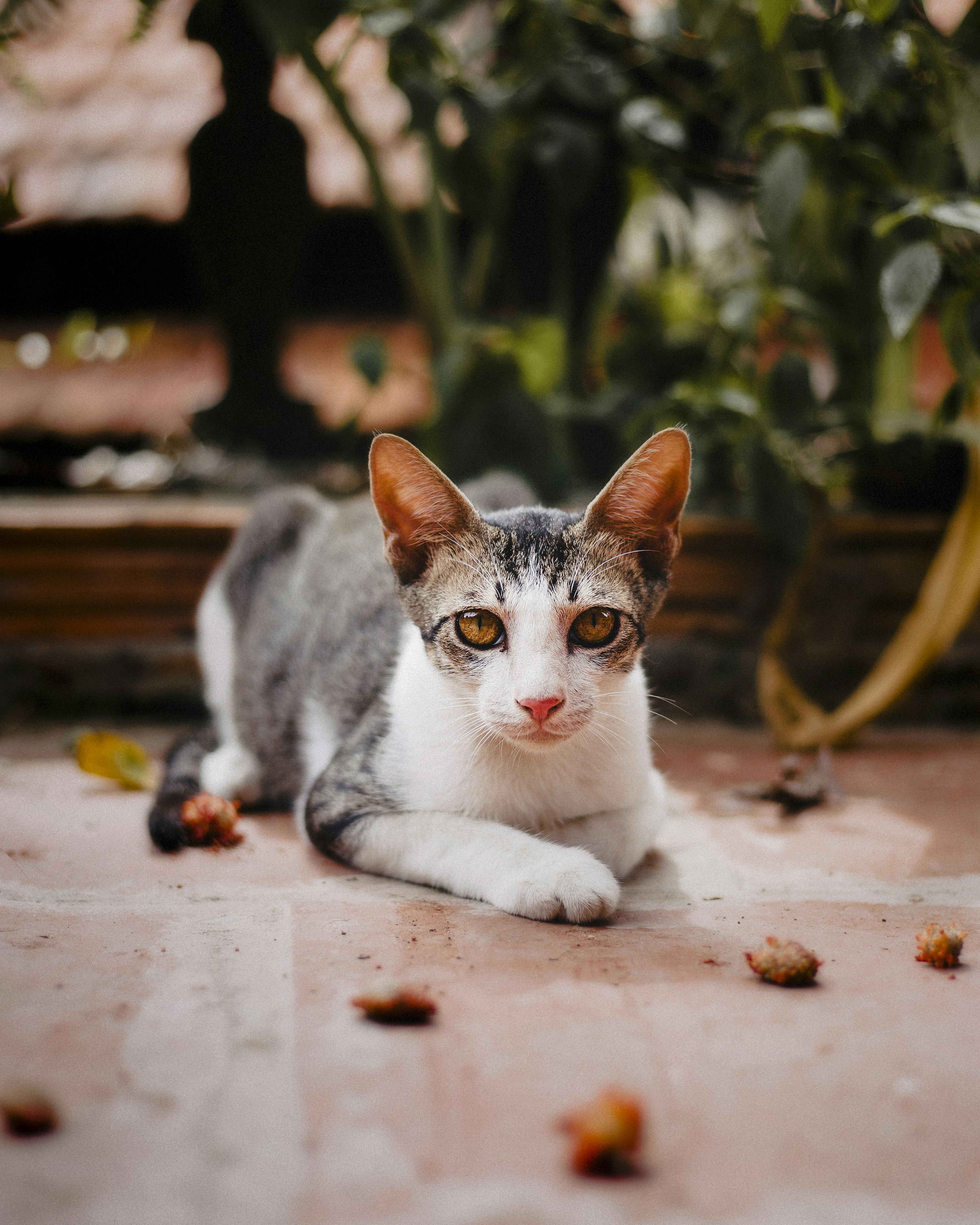 Midday Gaze: a Calm Cat in a Sunlit Terrace
