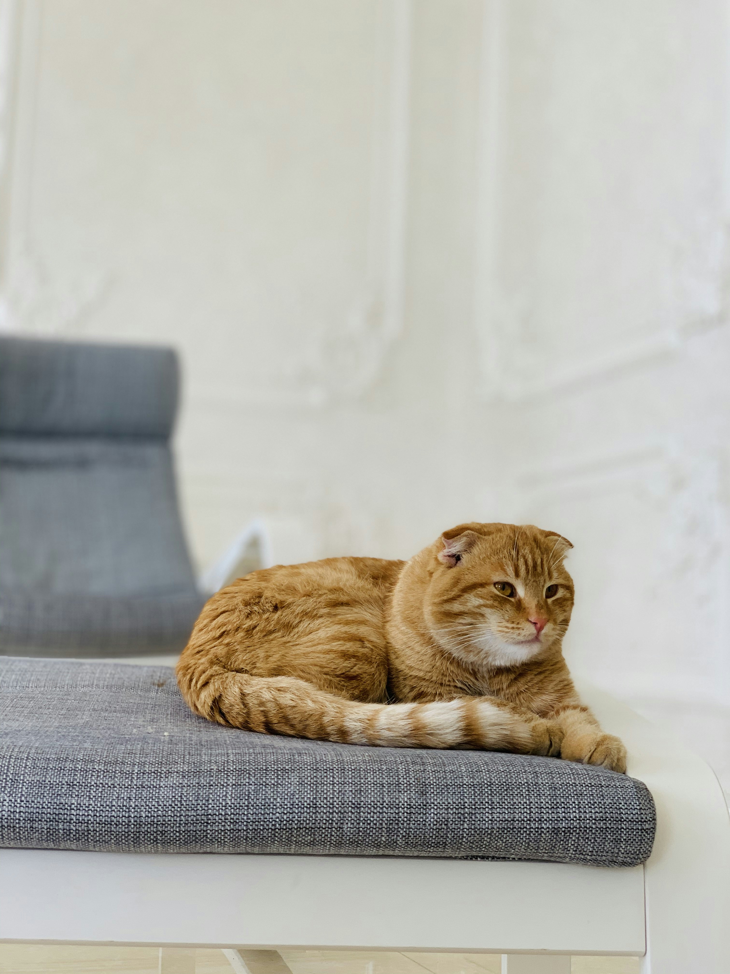 Ginger cat lounging comfortably on a textured gray cushion in a softly lit room. The minimalist background enhances the cat's relaxed demeanor.