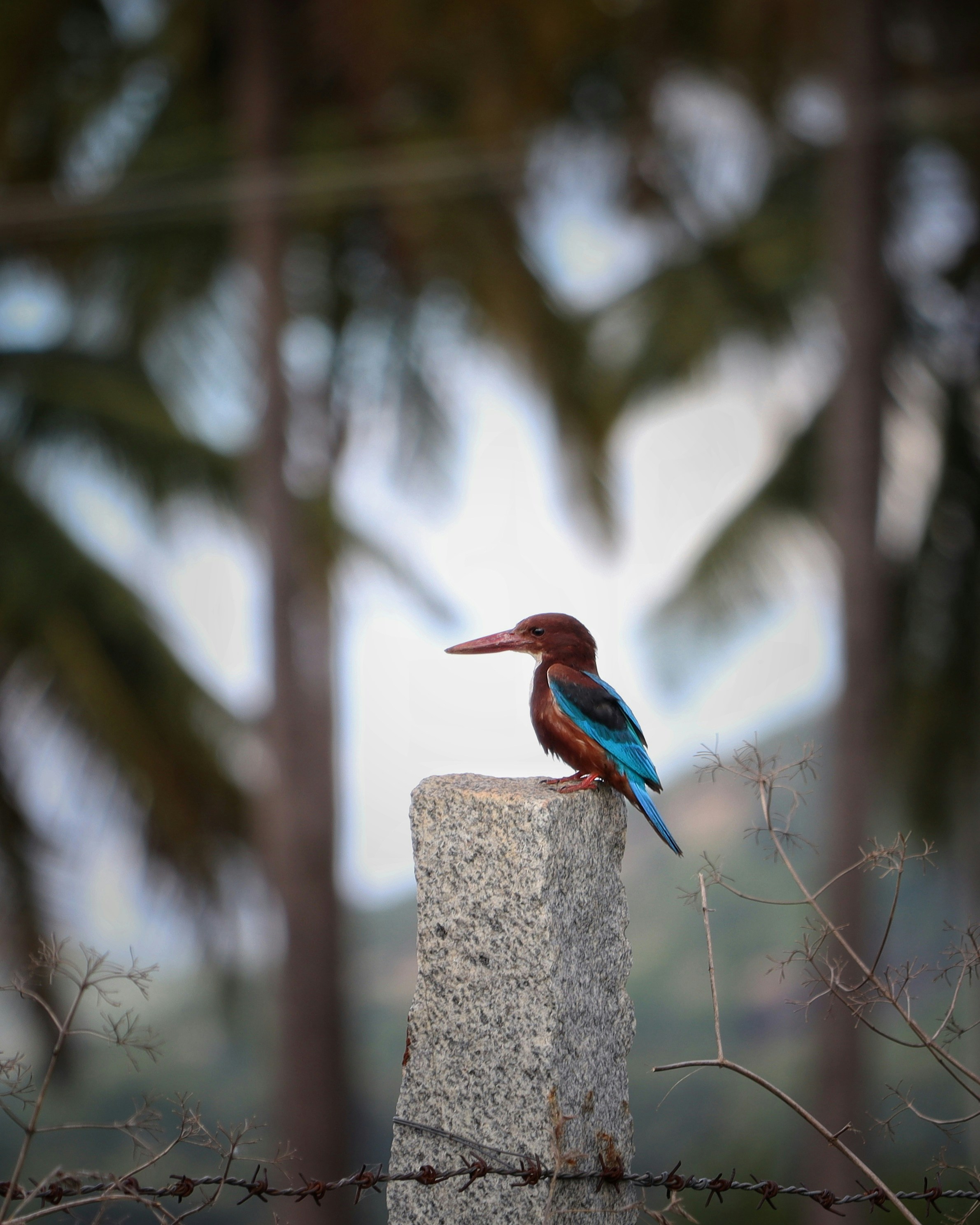 Ruby-Backed Kingfisher Perched on a Weathered Post Beneath Palm Fronds