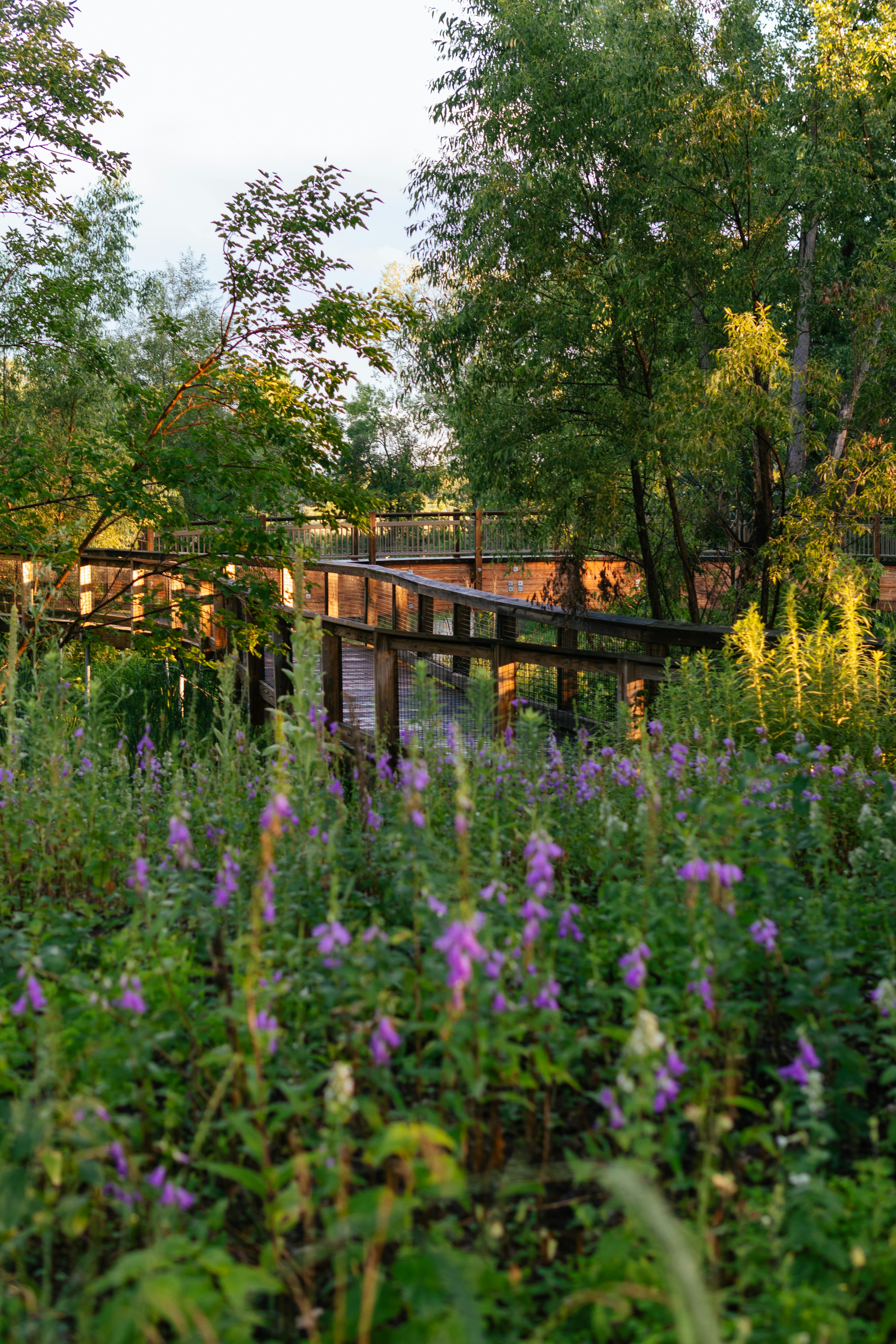 Golden hour at the creek