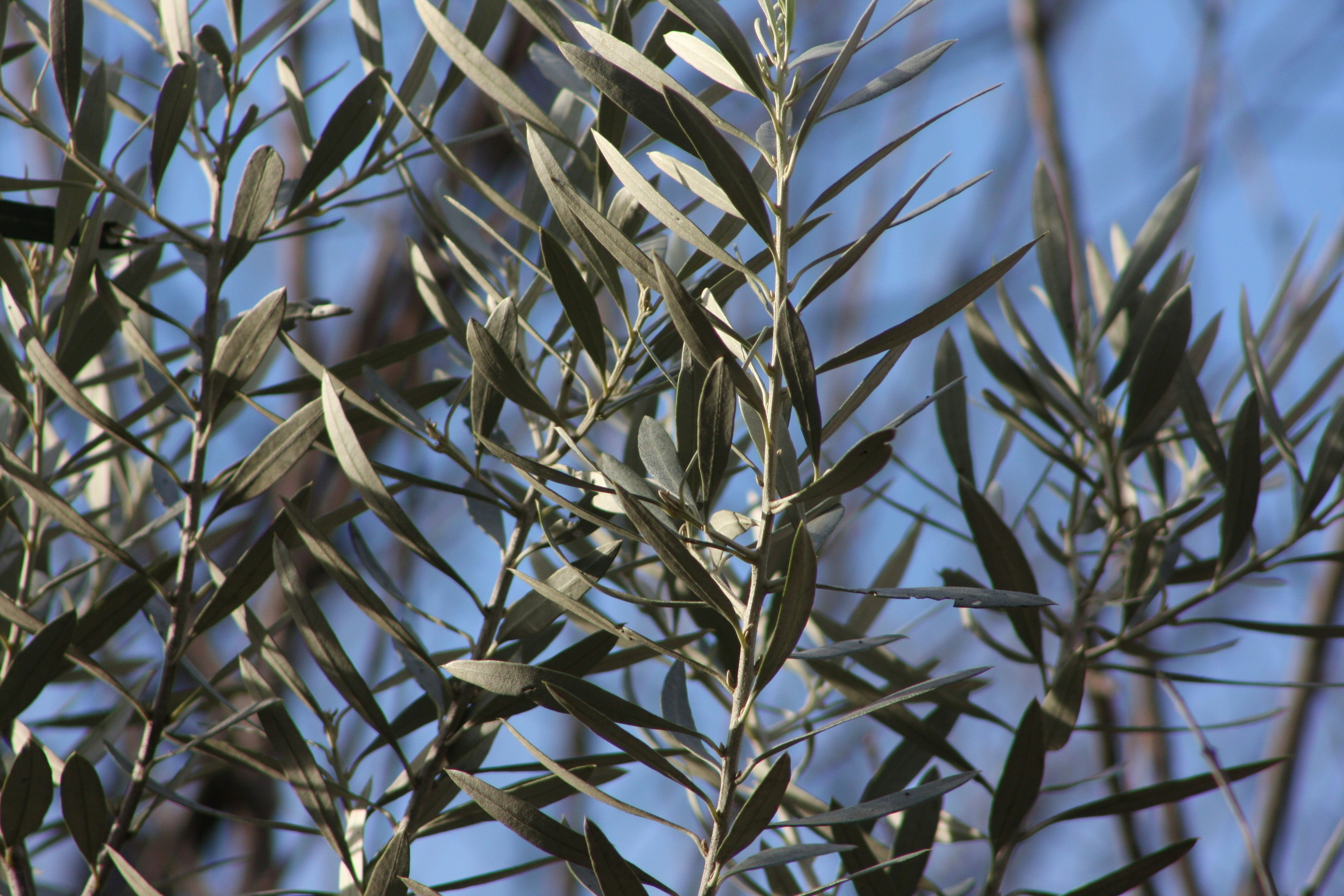 Olive branches with slender leaves set against a clear blue sky.