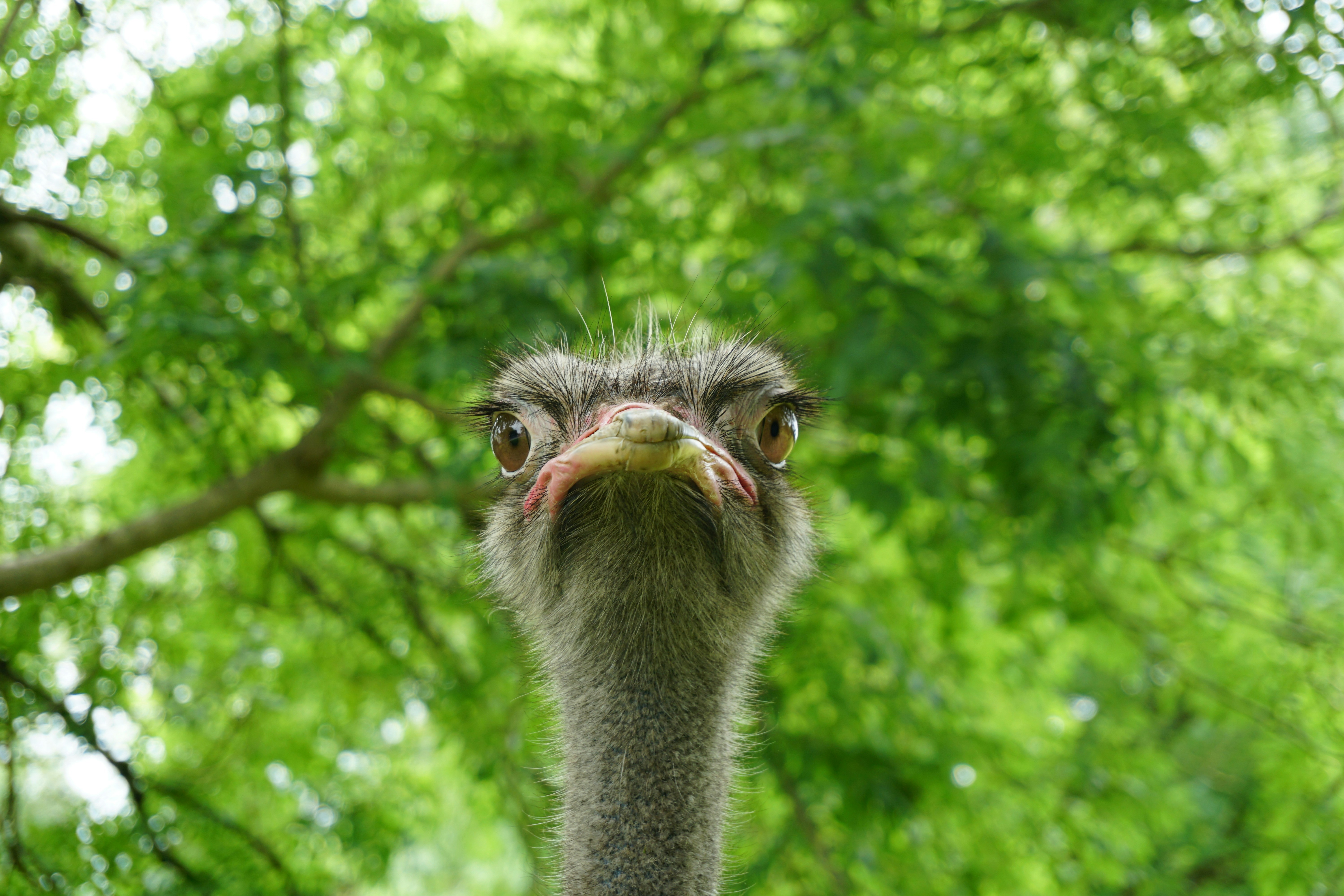black and white ostrich head