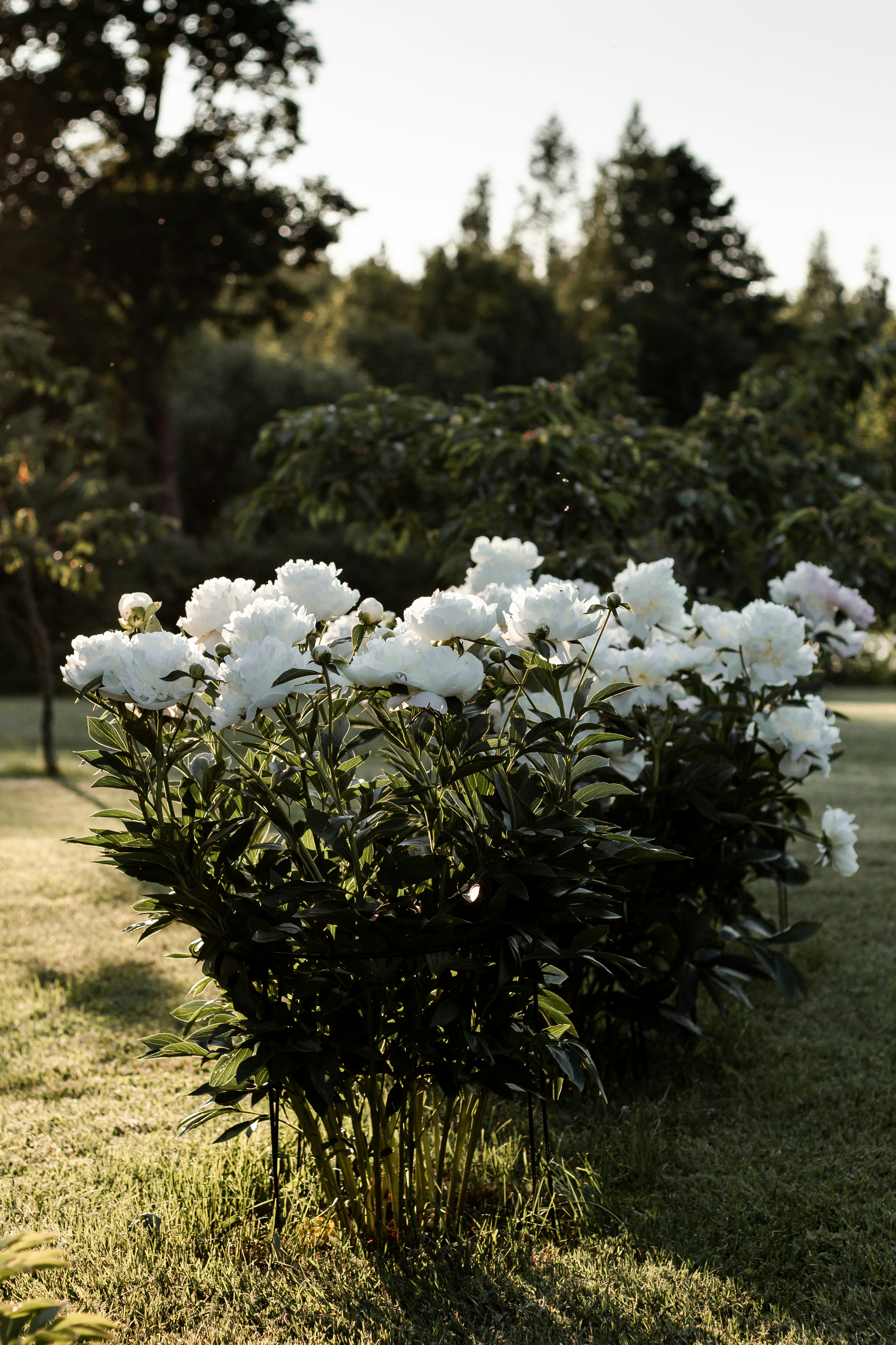 Flower Bush Pictures | Download Free Images on Unsplash