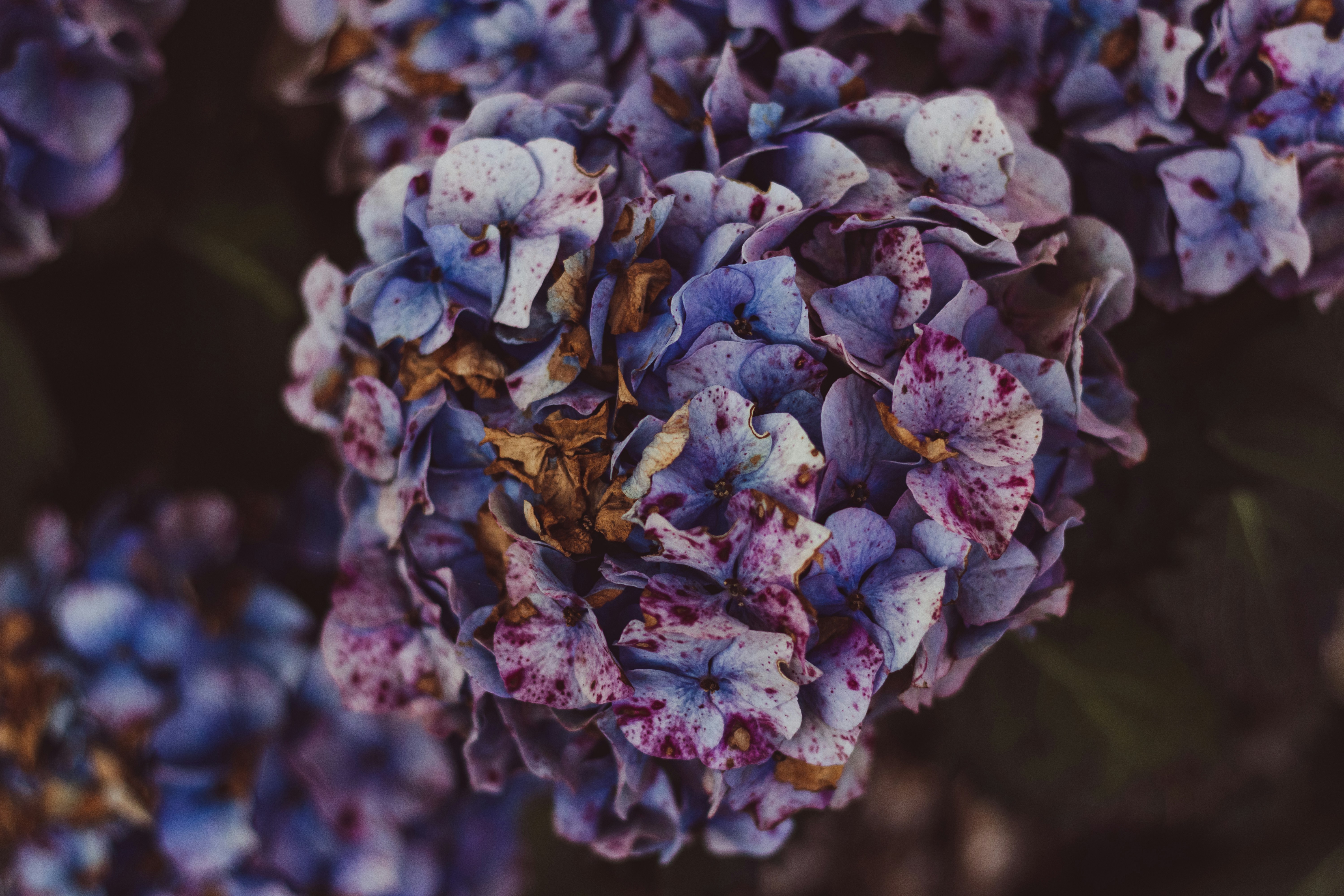 Dusty Hydrangea Bloom: Deep Violet Petals in Quiet Shadow