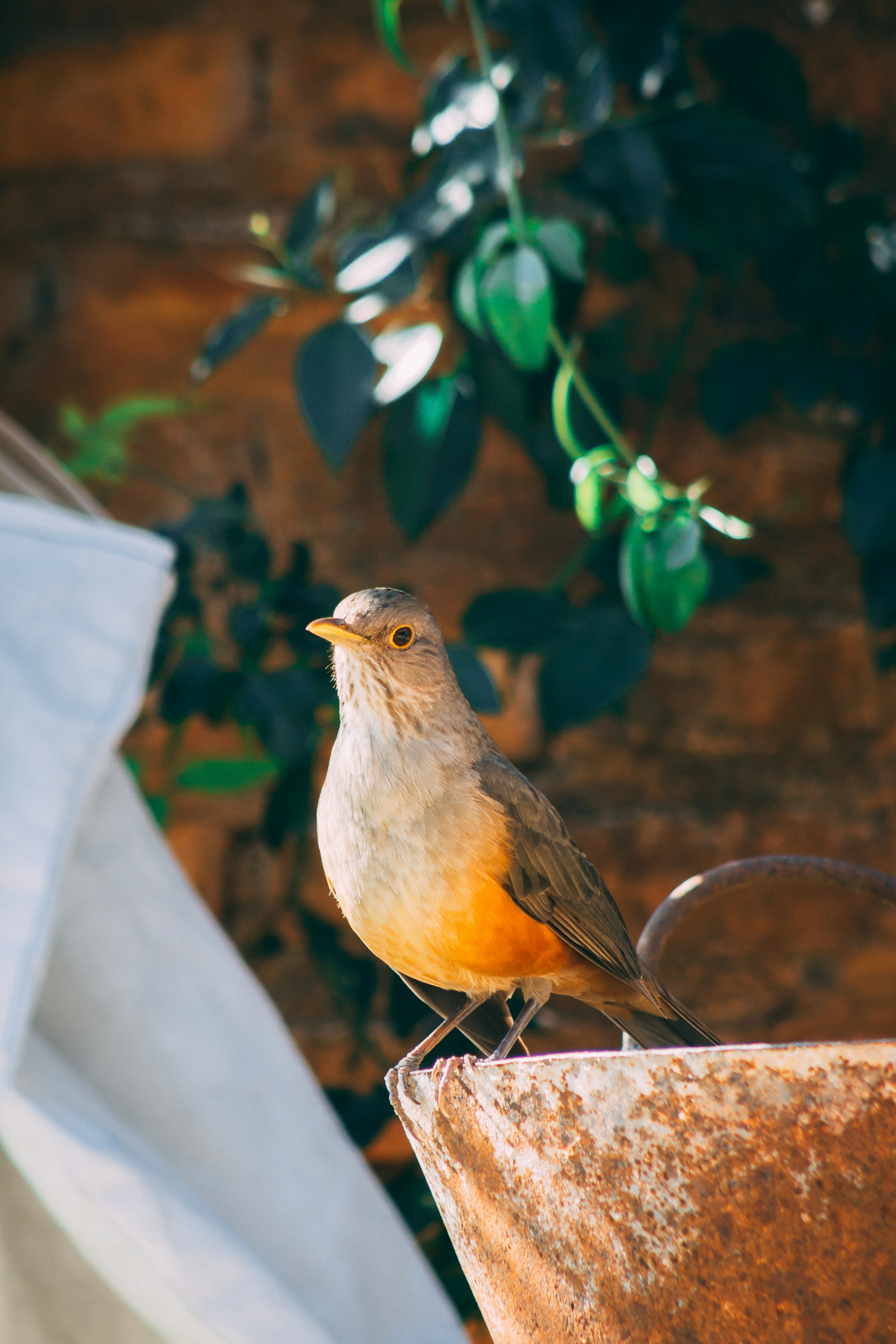 Orange-breasted Songbird Perched on a Weathered Rusted Bucket