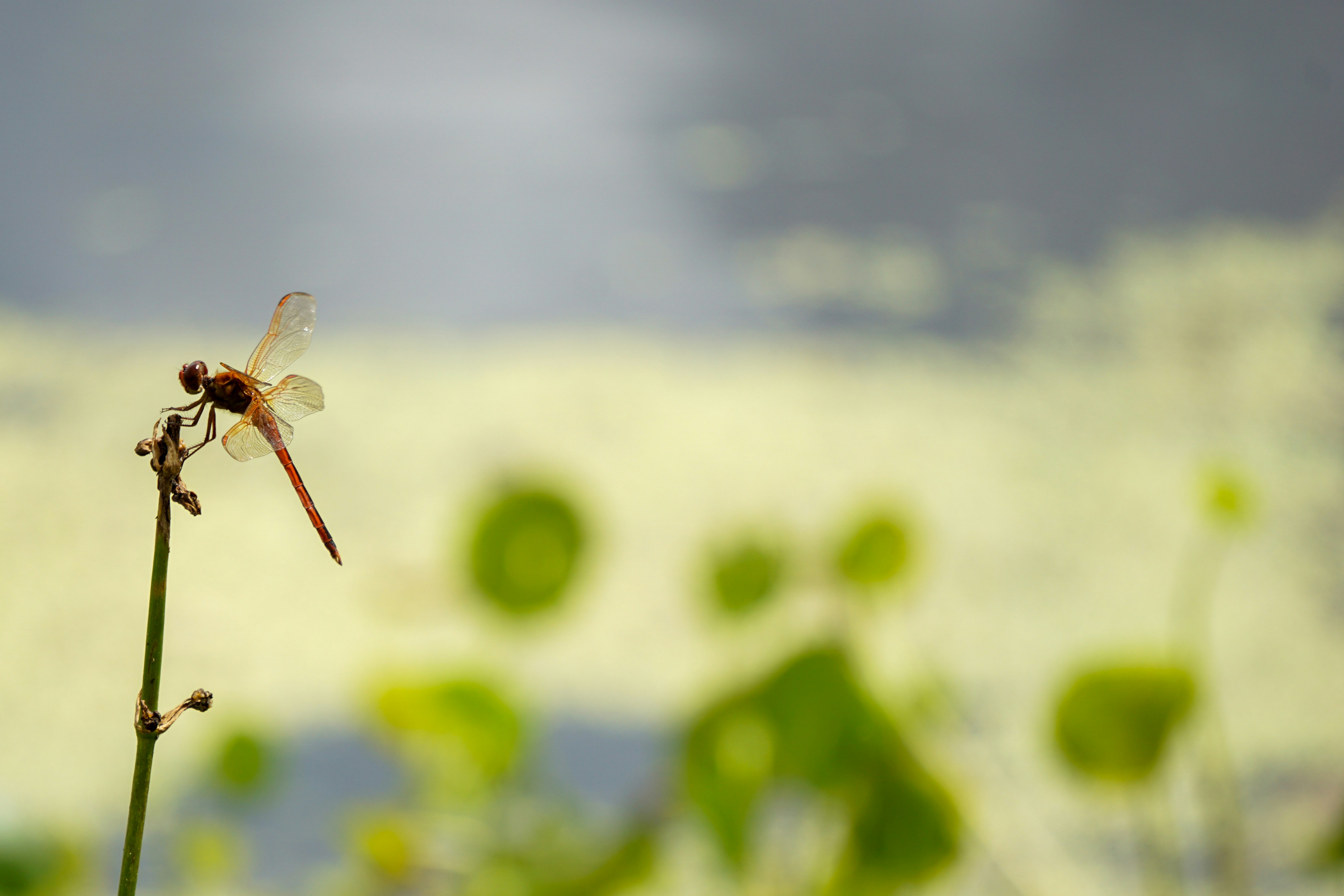 Vuelo de libélulas marrones y blancas foto – Imagen de Parque de los ...