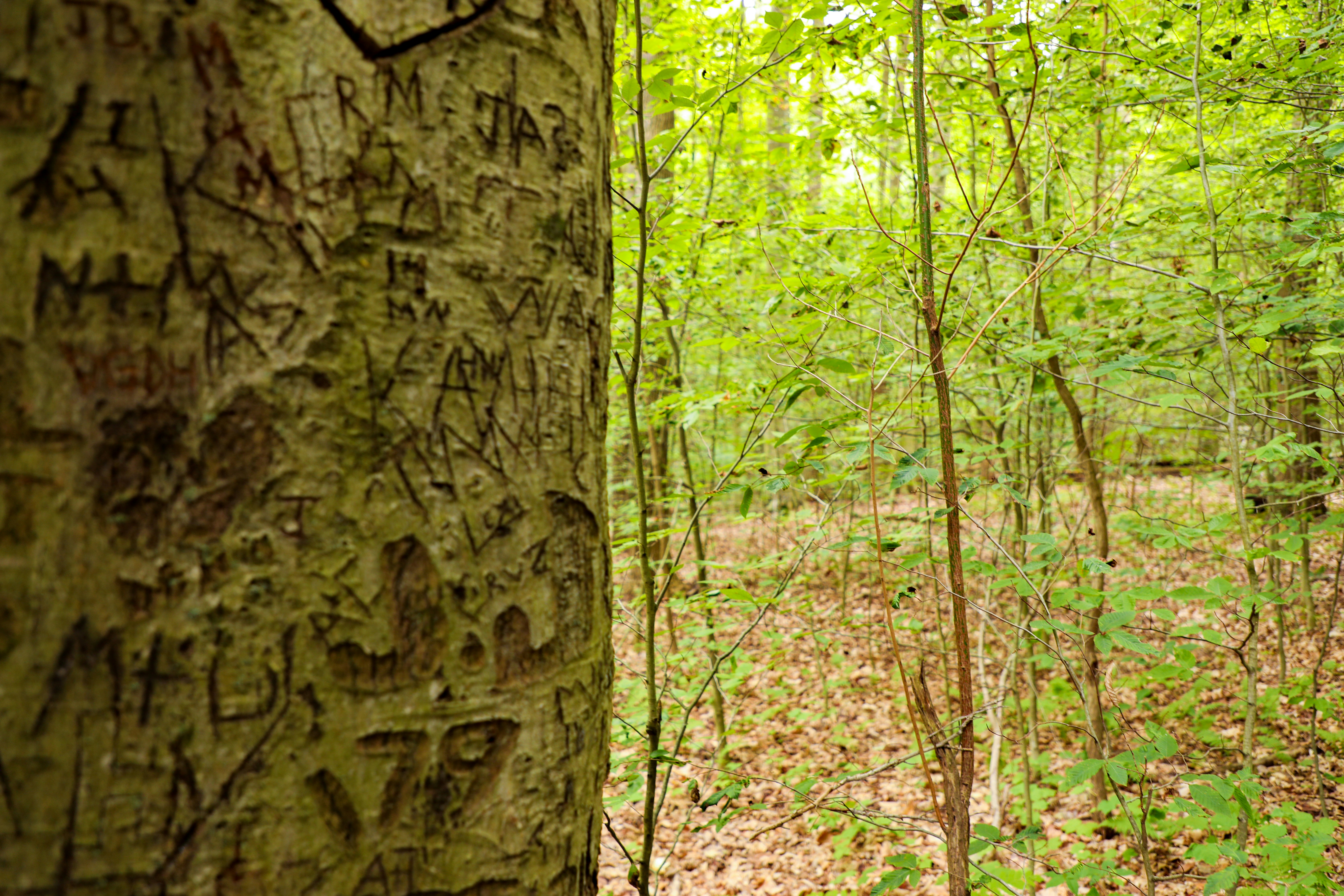 Carved memories on a sunlit forest edge