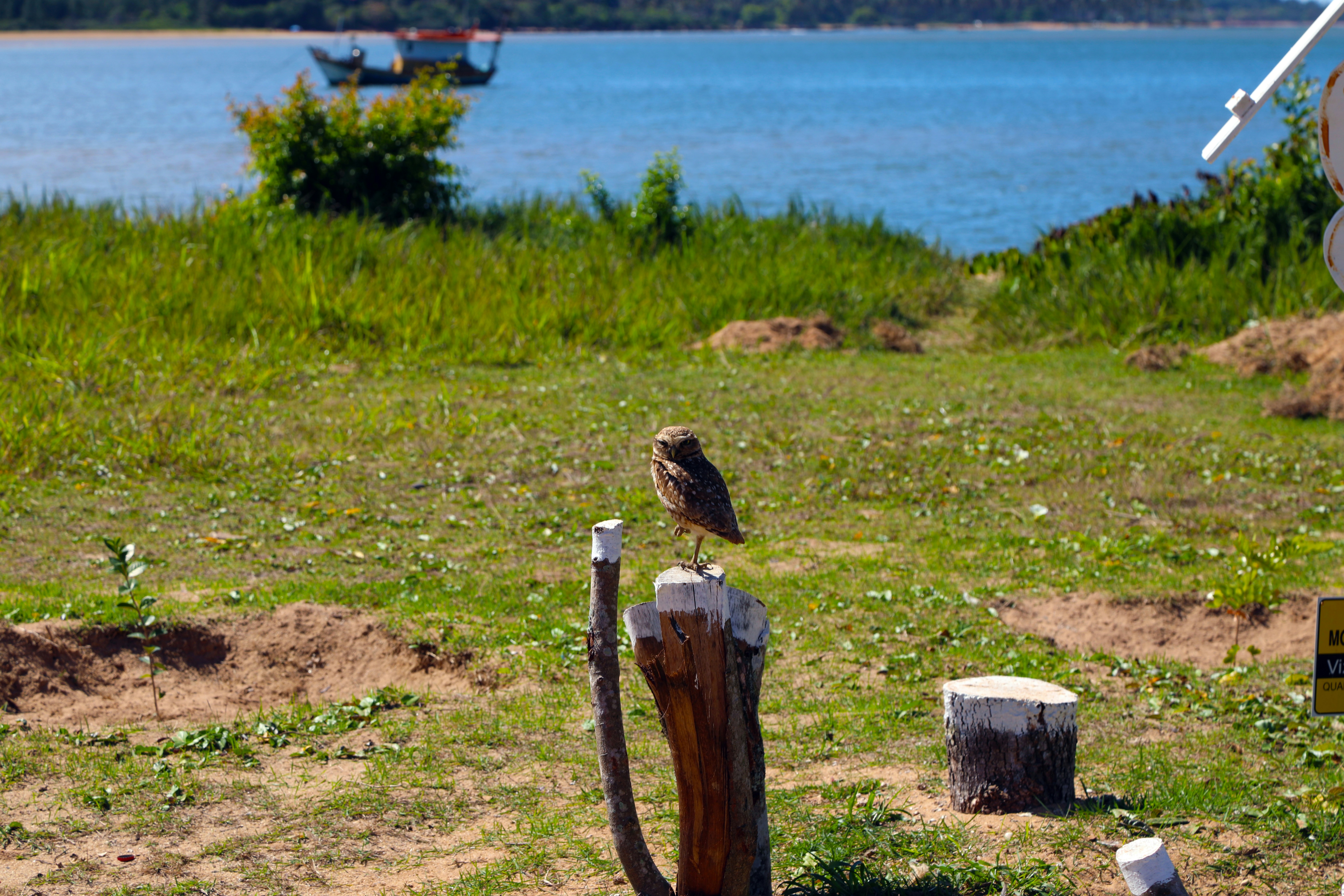 A burrowing owl perched on a wooden stump, overlooking a serene waterfront scene with boats in the distance. The lush greenery frames the tranquil setting.