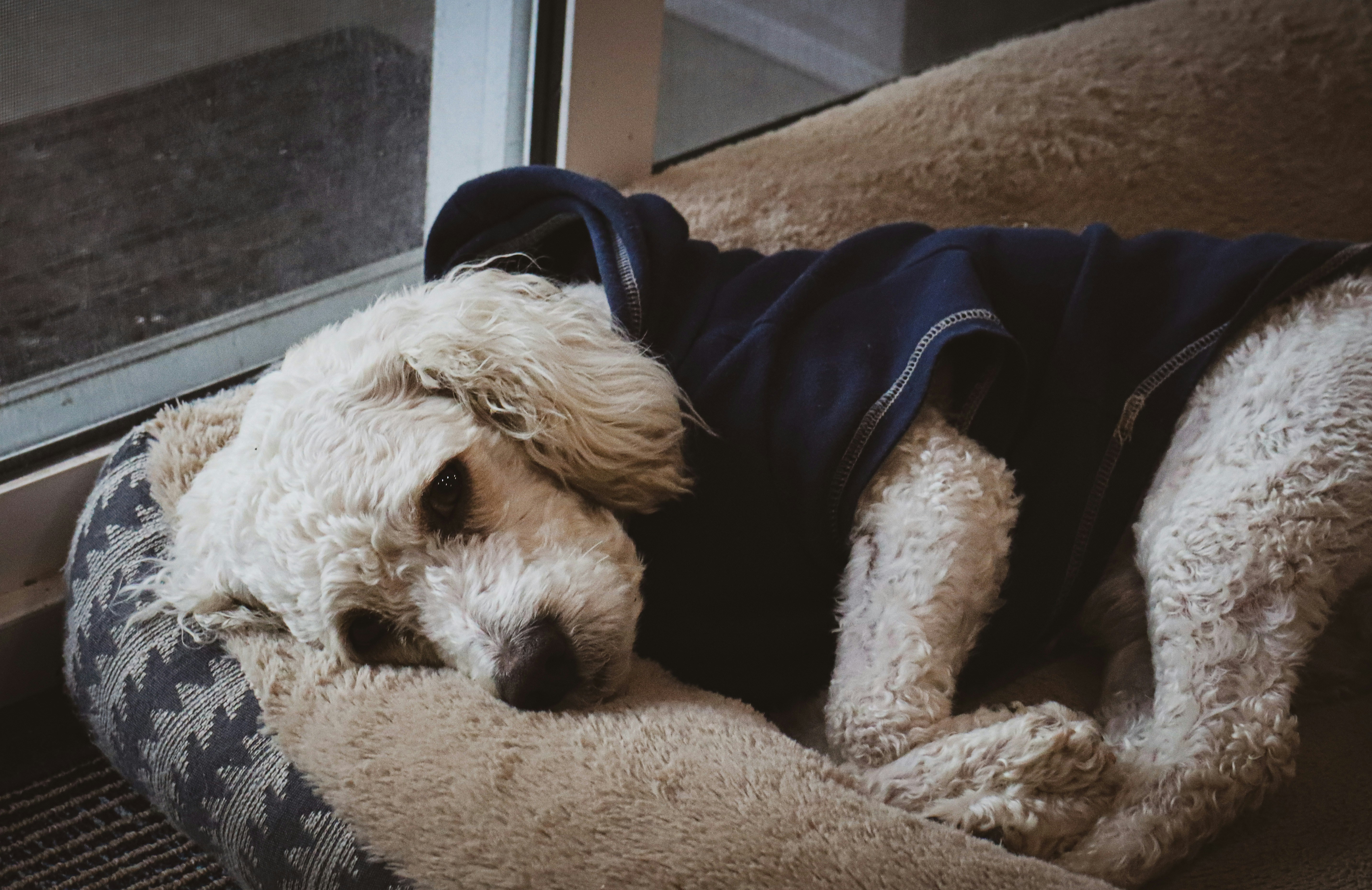 Window-Side Slumber: Cream-Colored Pup Wrapped in a Navy Hoodie on a Plush Bed