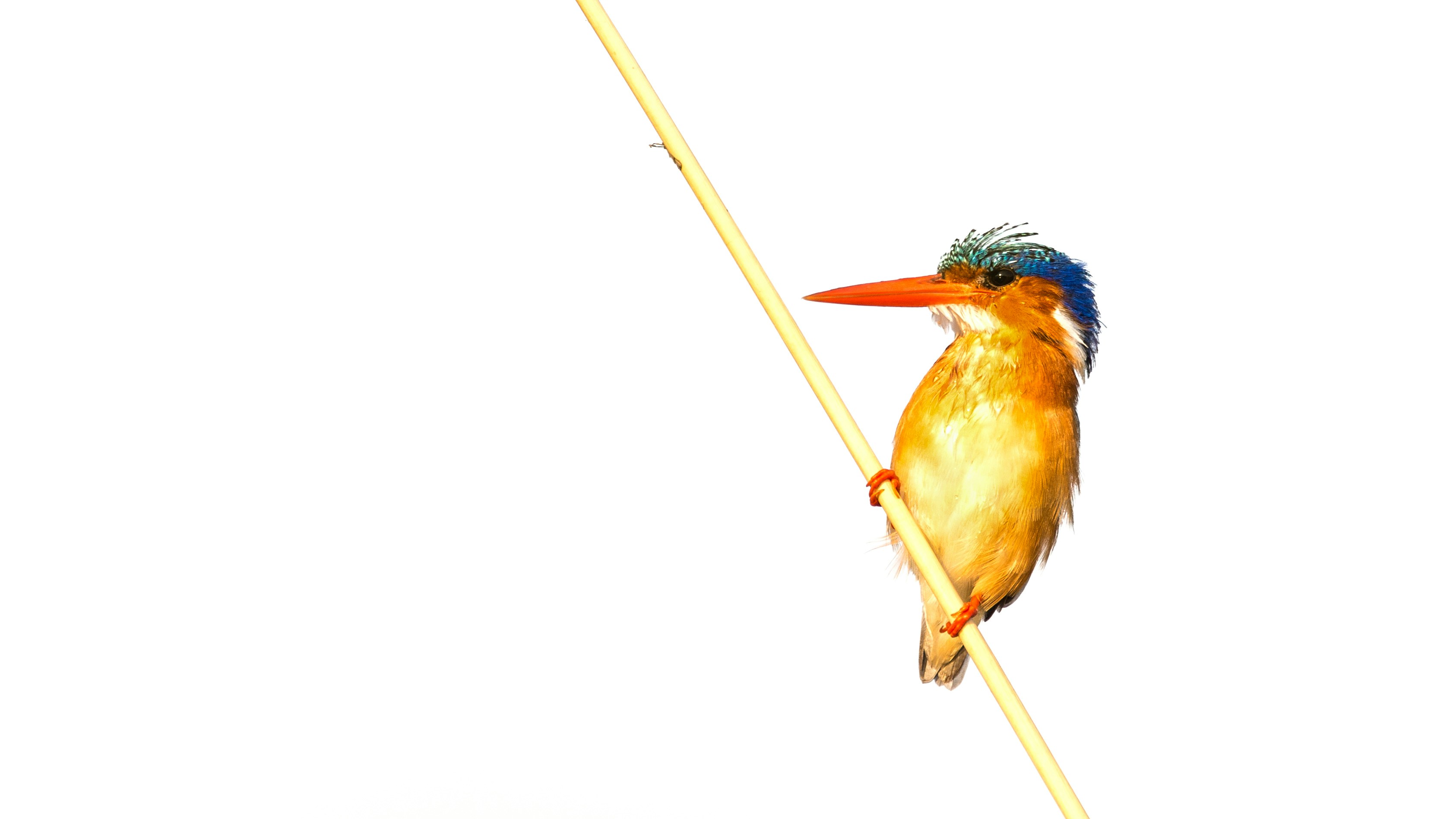 Diagonal Reed Perch: Kingfisher in Flame and Azure