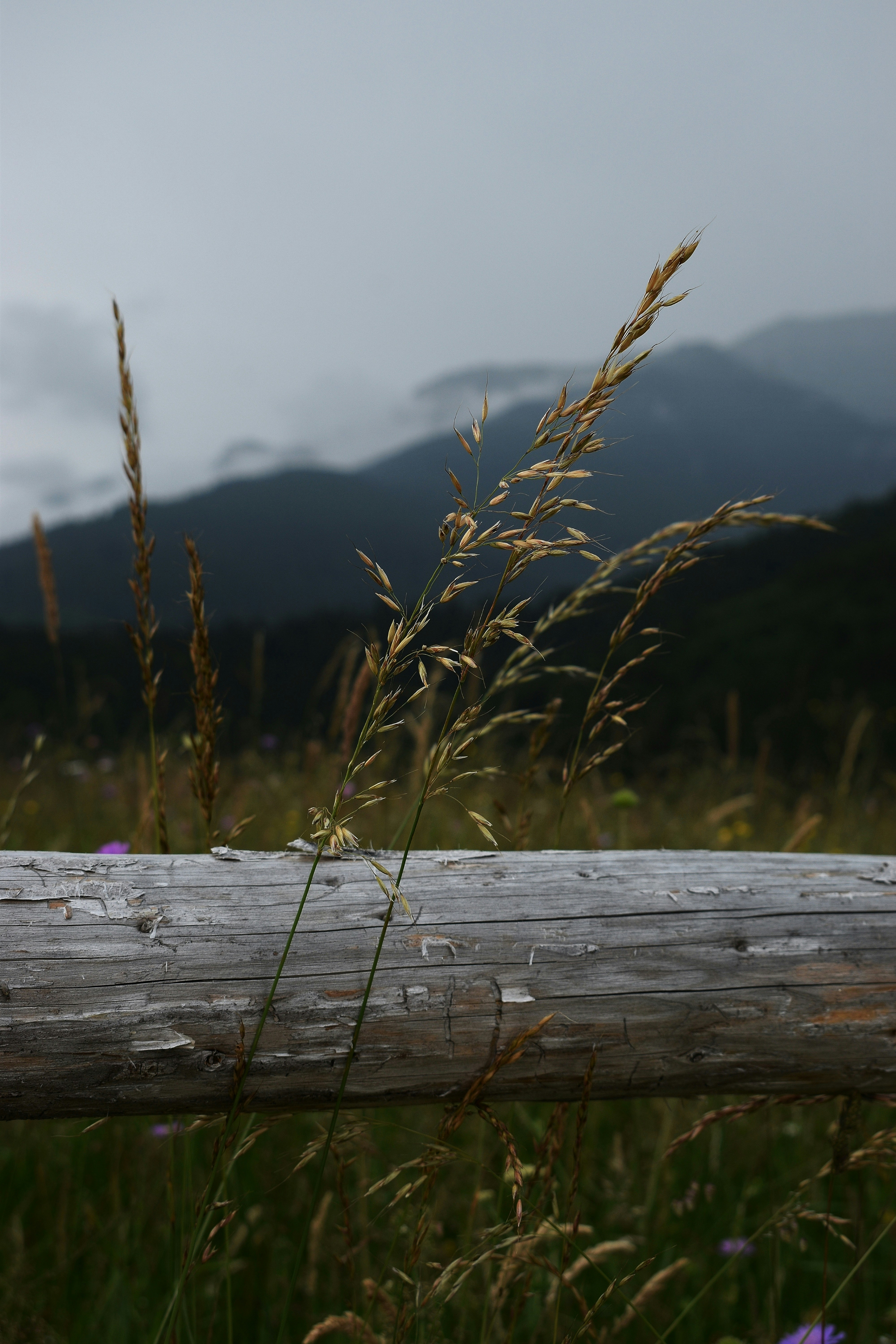Grasses in Focus: Weathered Fence Framing a Misty Mountain Meadow