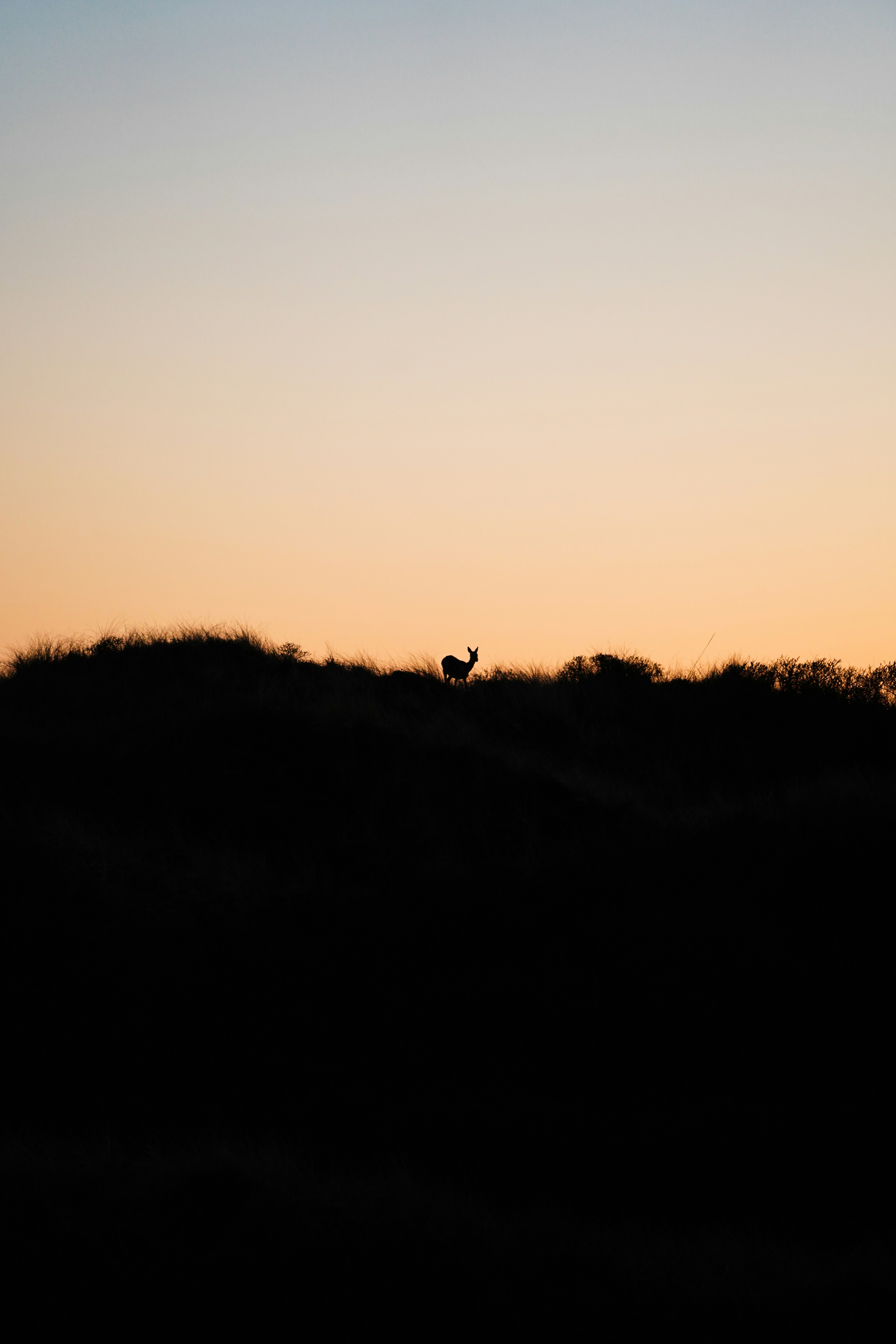 A deer stands silhouetted against a gradient sky at twilight, framed by gentle hills. The scene evokes a sense of peace and connection with nature.