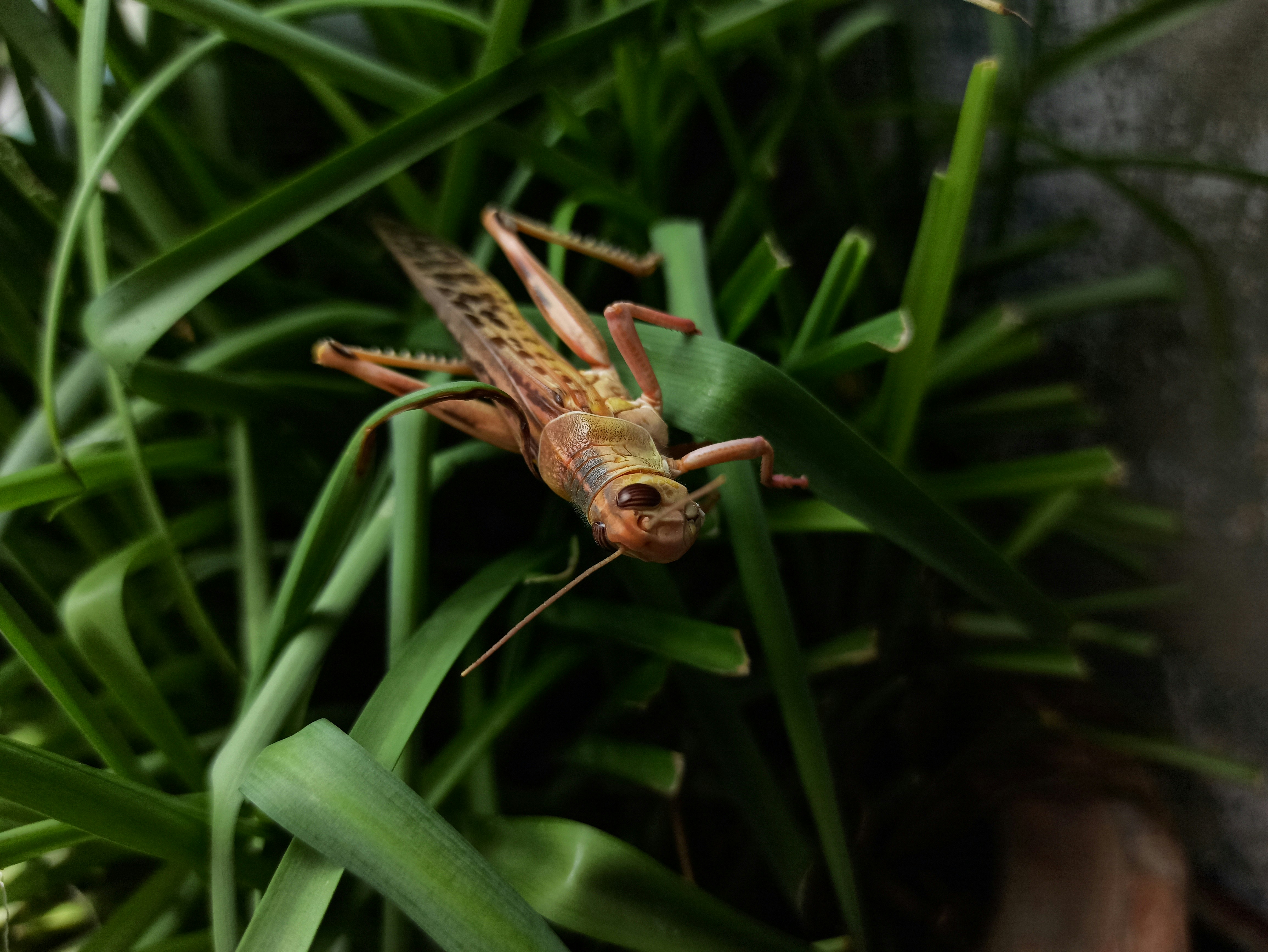 Grasshopper Emerges Amid Green Blades