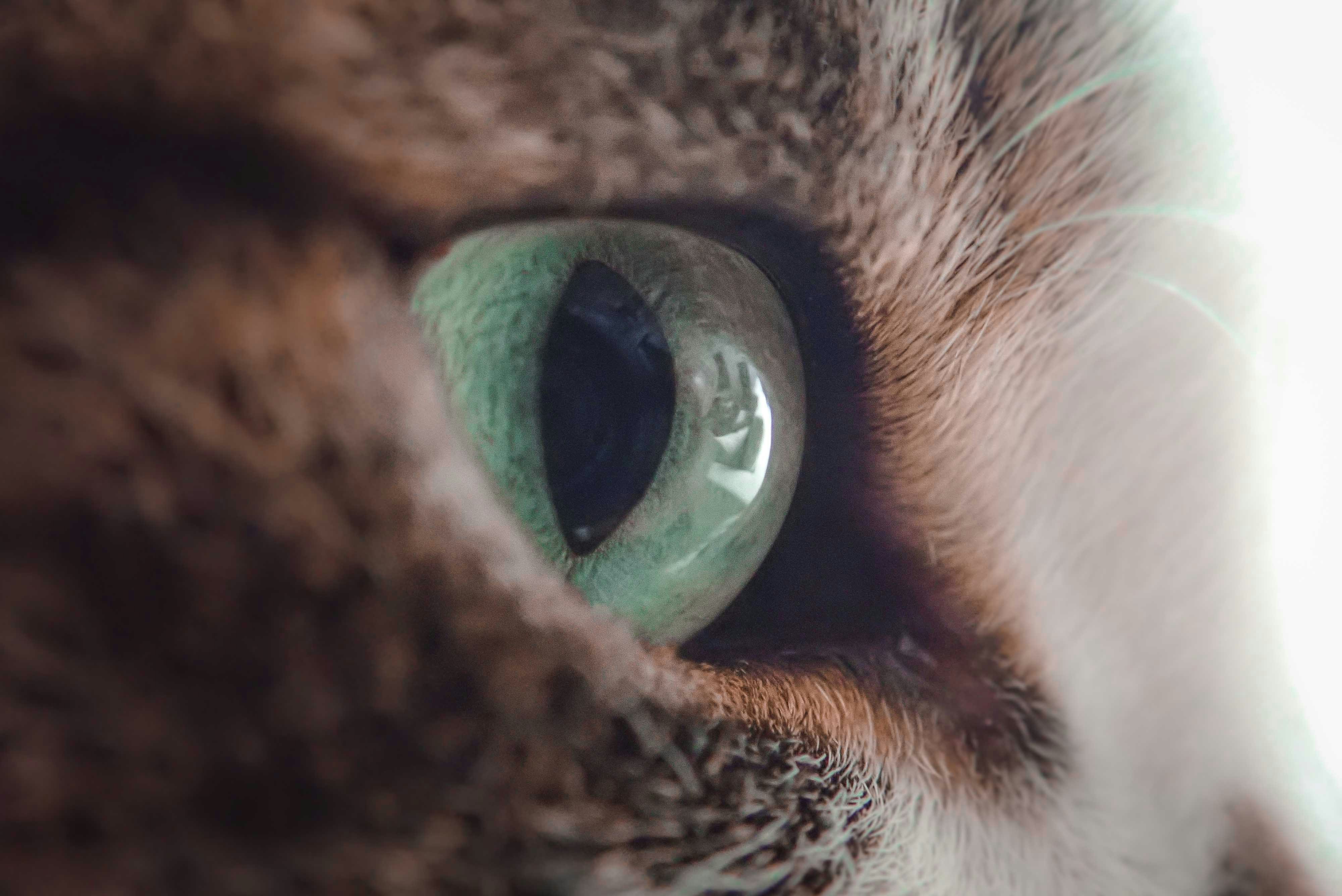 Green eye with green eyes photo – Free Cat Image on Unsplash