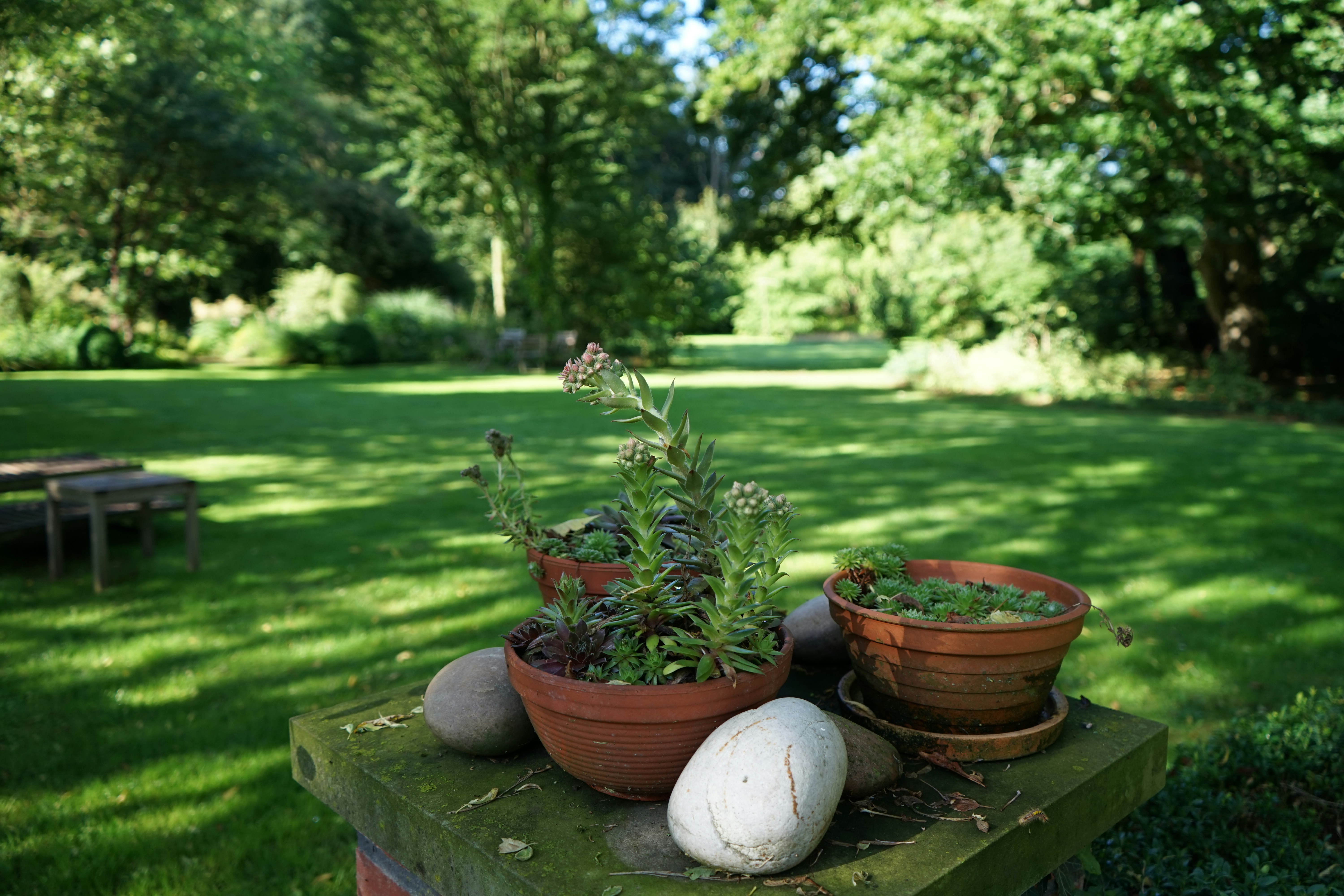 Potted plants arranged on a stone pedestal surrounded by a lush green lawn, illuminated by soft sunlight.