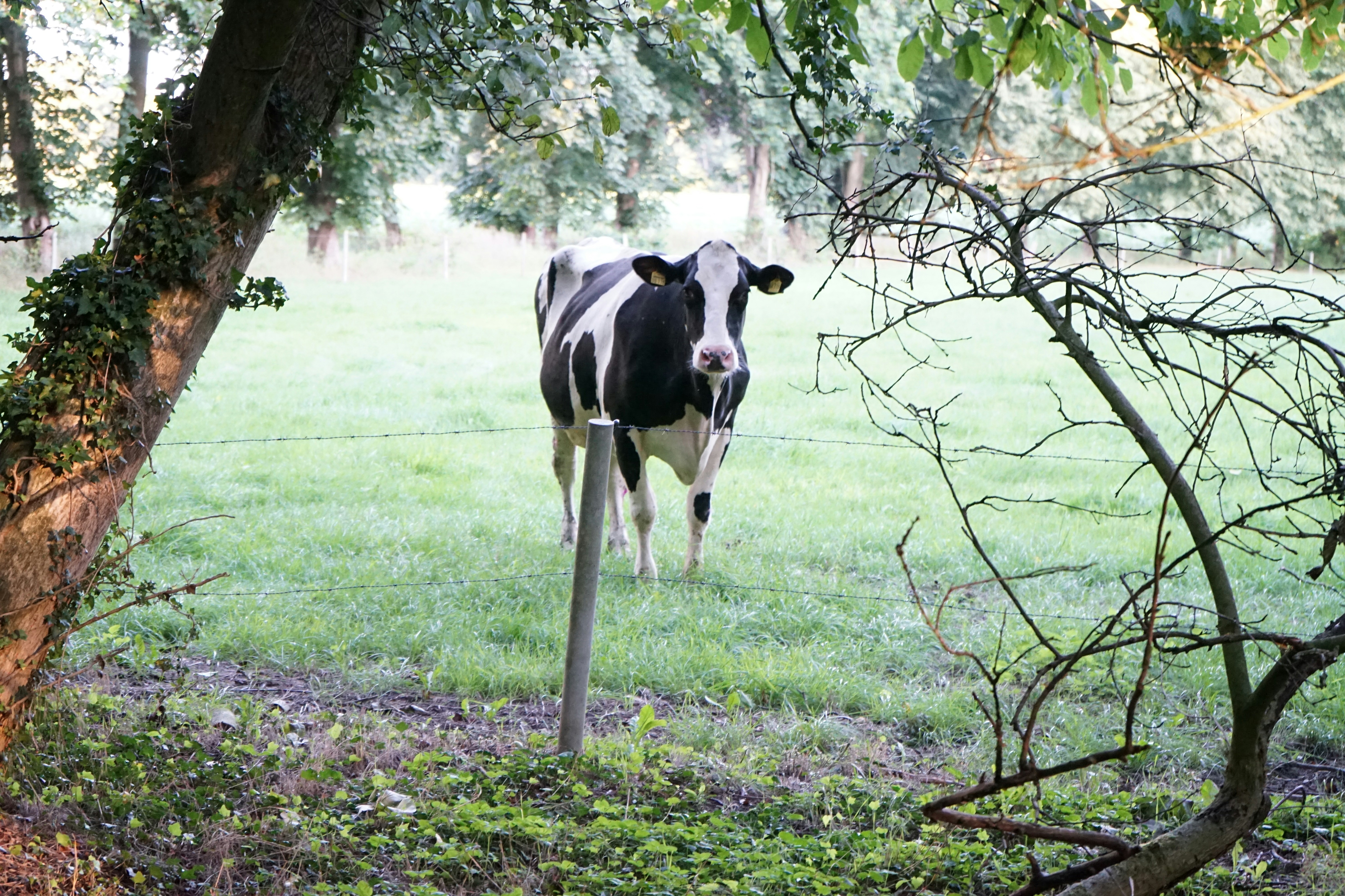 A black and white cow stands in a lush green pasture, framed by trees and a fence. The tranquil setting highlights rural life.