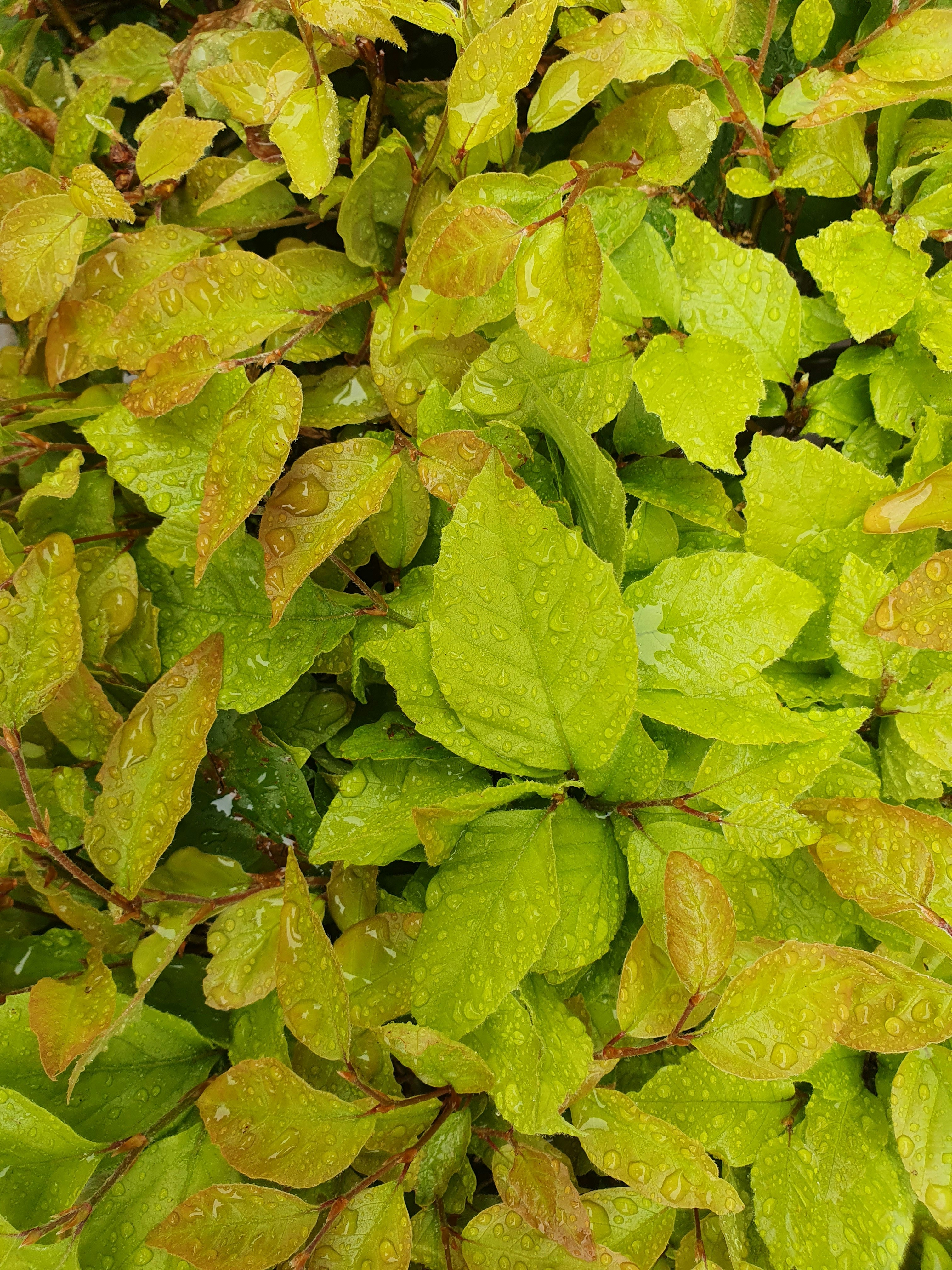green leaves on the ground