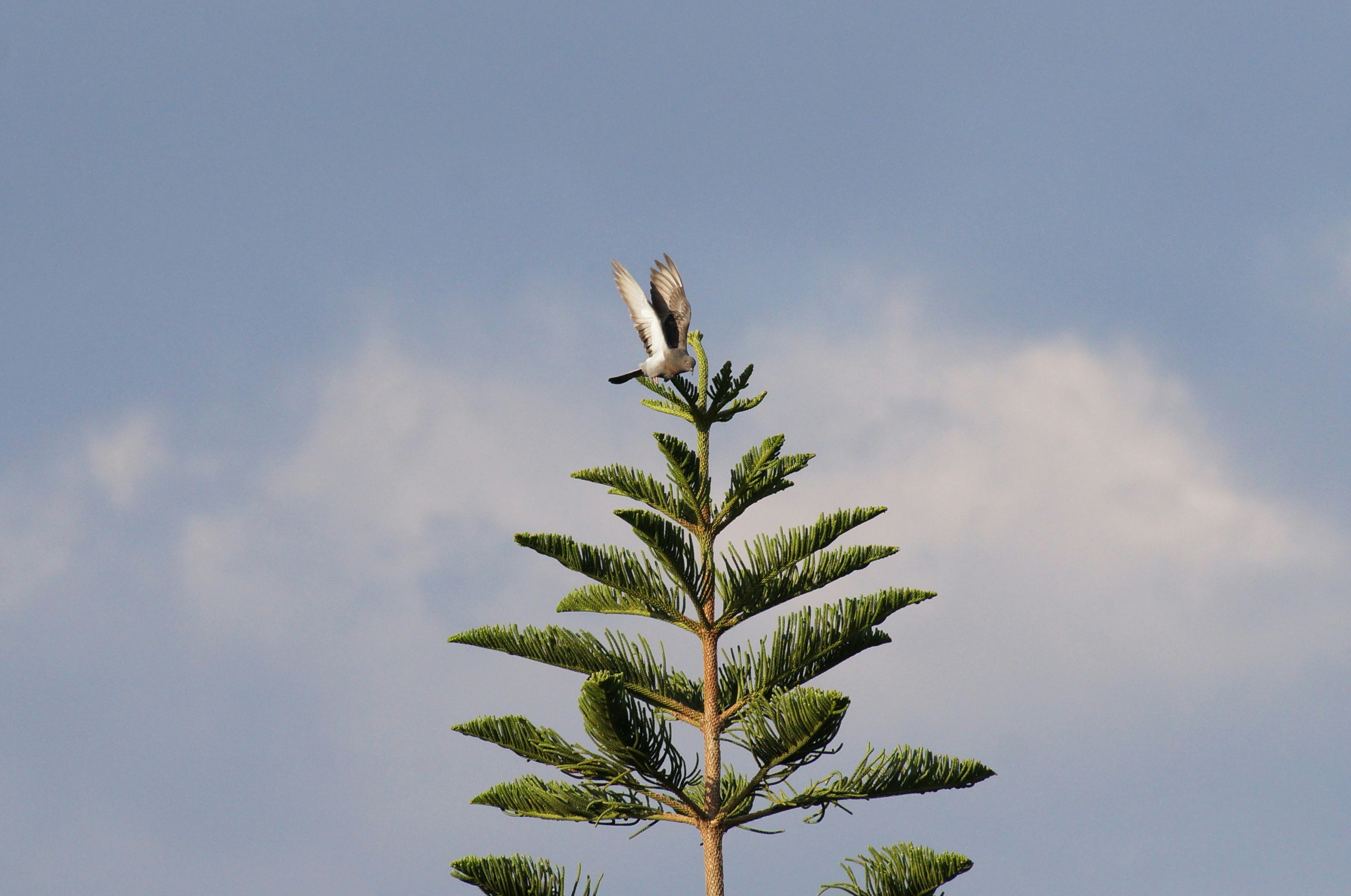 Bird in mid-flight above a tall conifer, showcasing its wings against a backdrop of soft clouds.