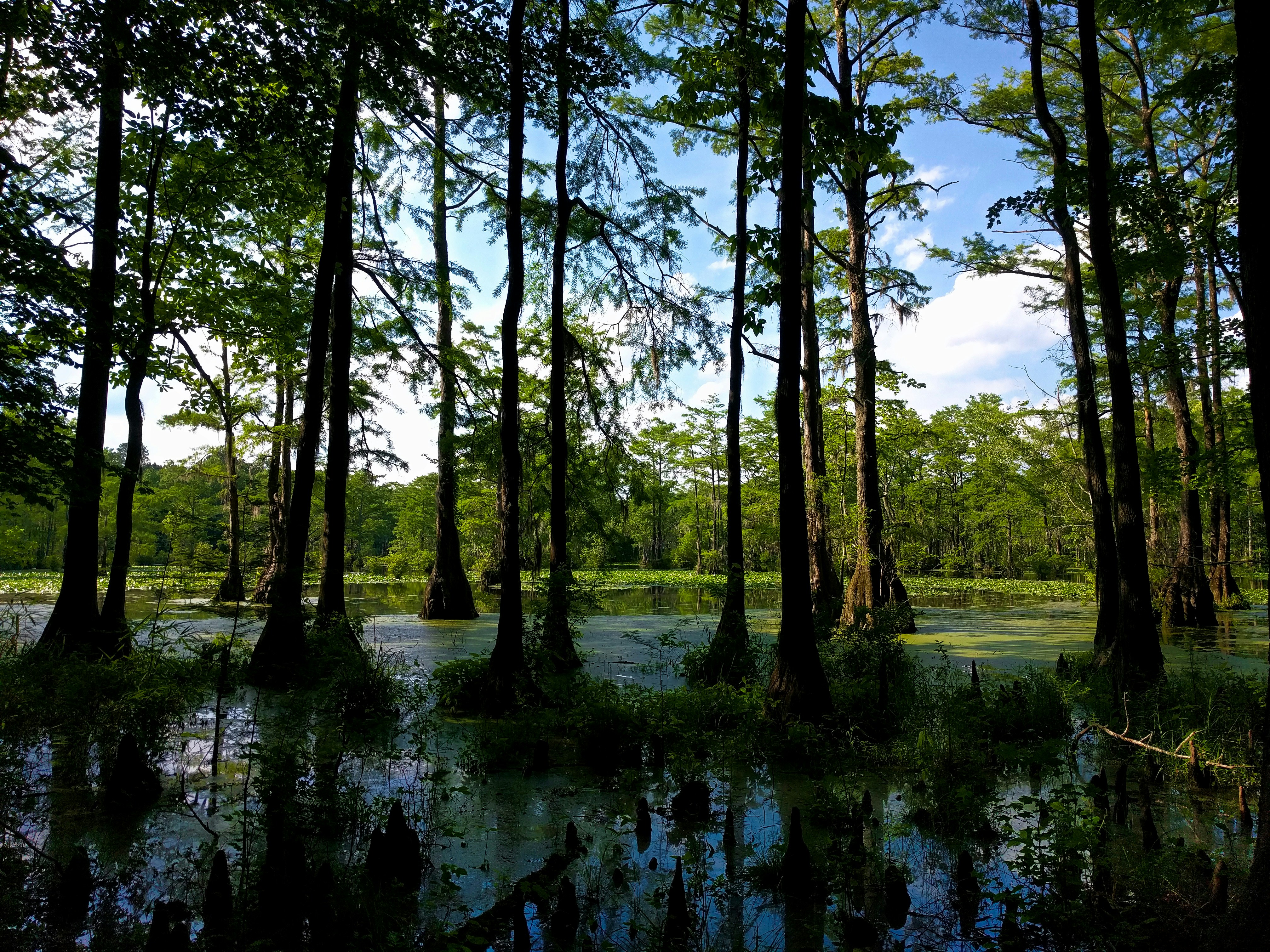 Cypress trees standing in a tranquil swamp under a clear blue sky.