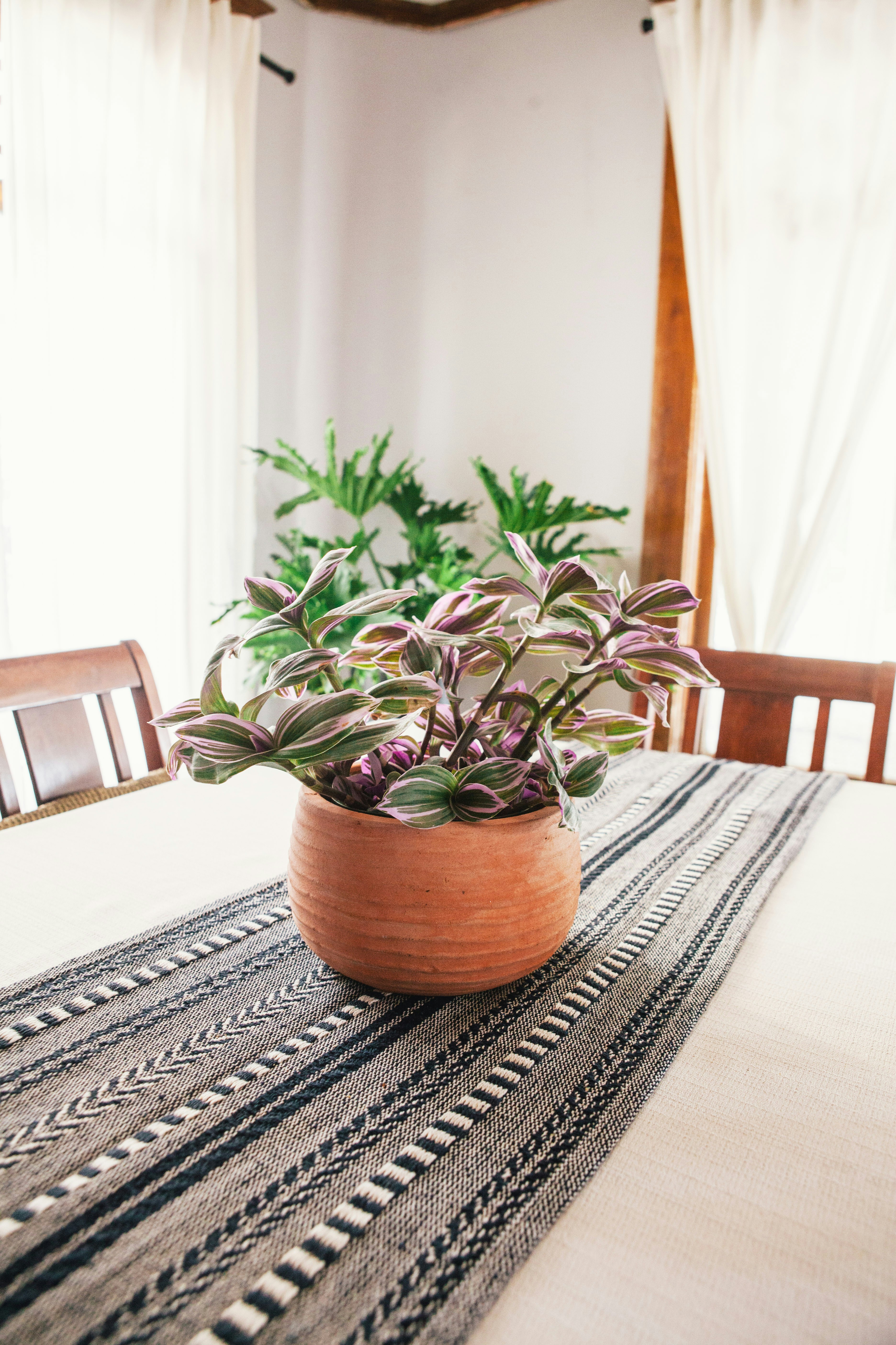 A vibrant potted plant with striped leaves sits on a textured table runner, surrounded by soft natural light and wooden furniture.