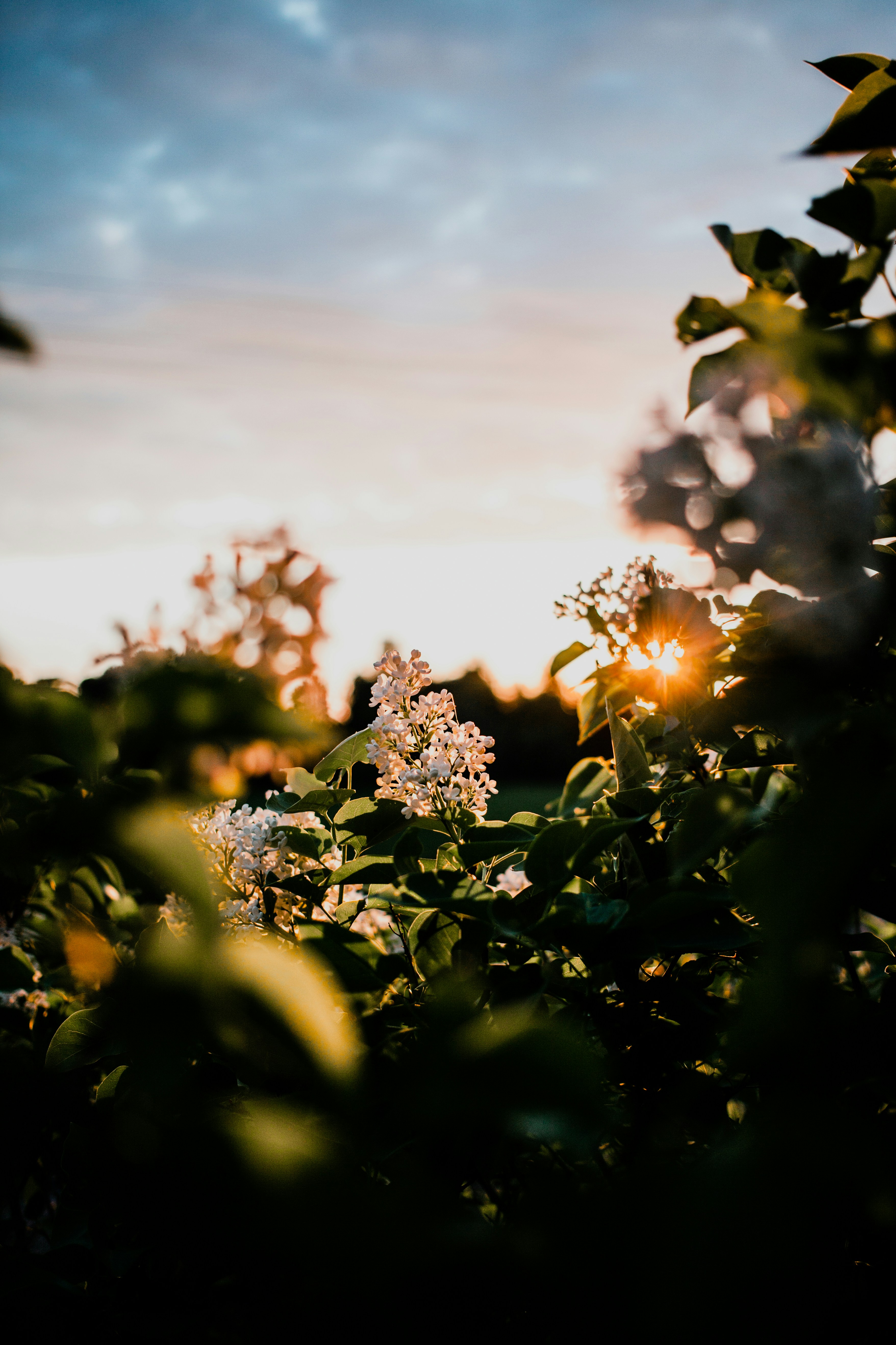 Delicate white lilac flowers illuminated by the warm glow of sunset, framed by lush green leaves. A serene moment captured in nature.