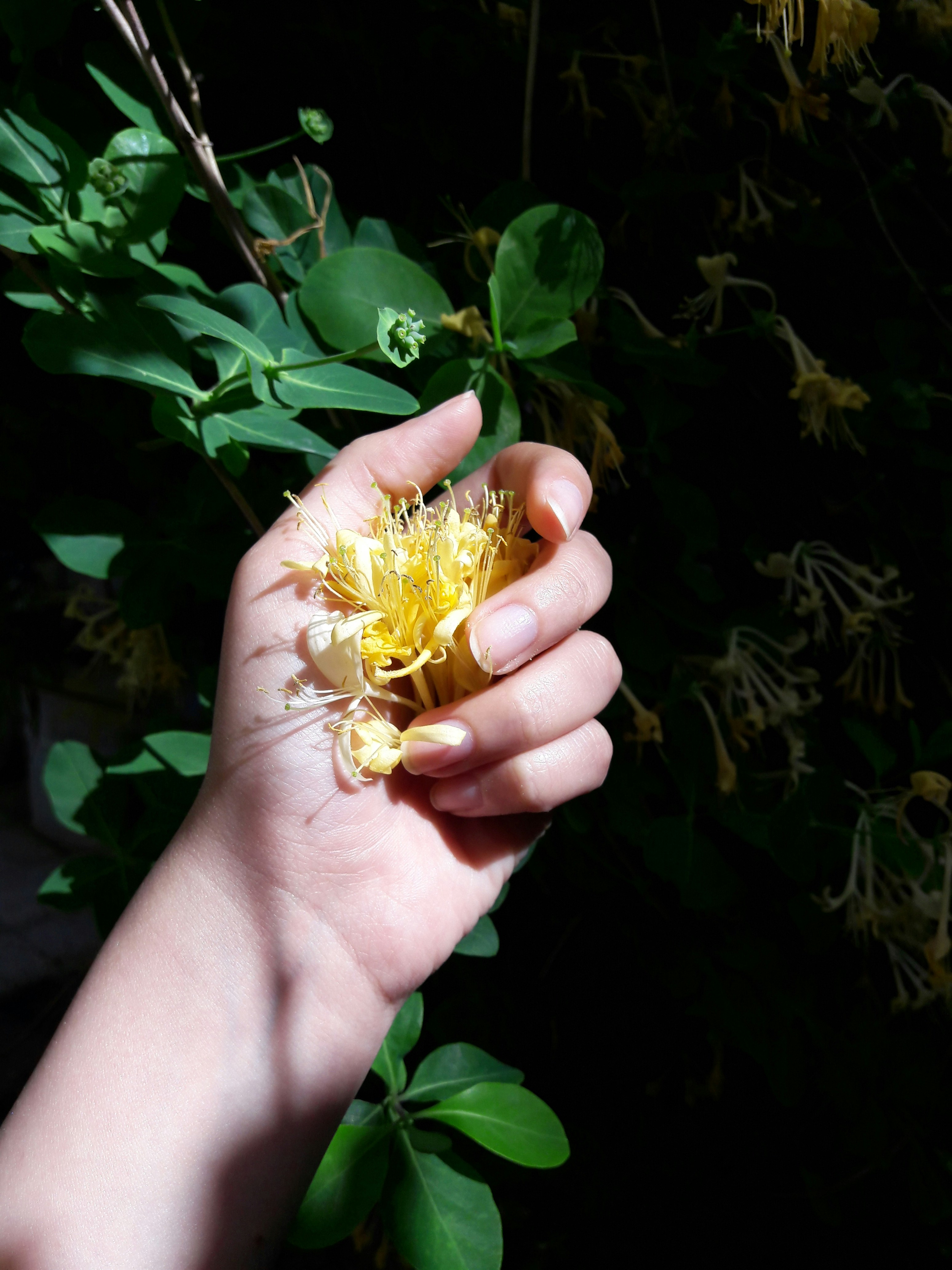 Sunlit Handful: Close-Up Honeysuckle Bloom in Daylight