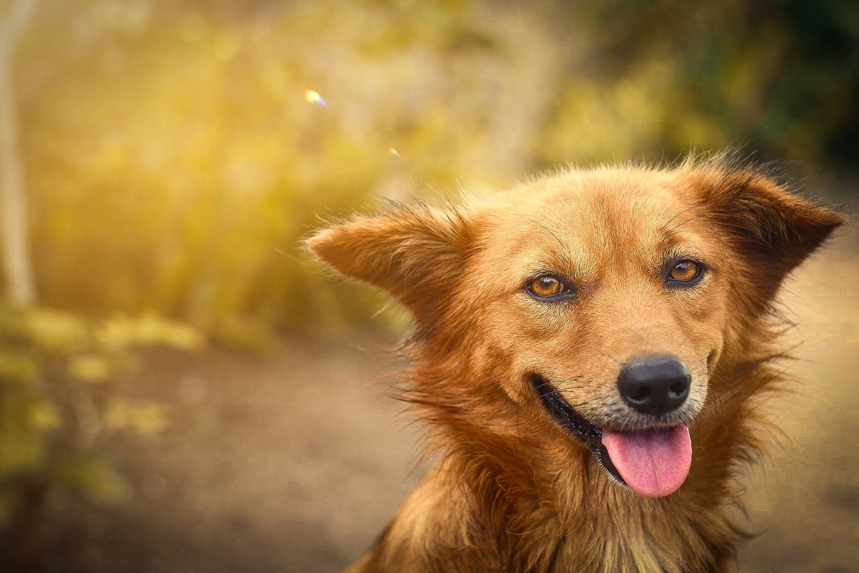 Bilder zum Thema Smiley Hund | Kostenlose Bilder auf Unsplash herunterladen
