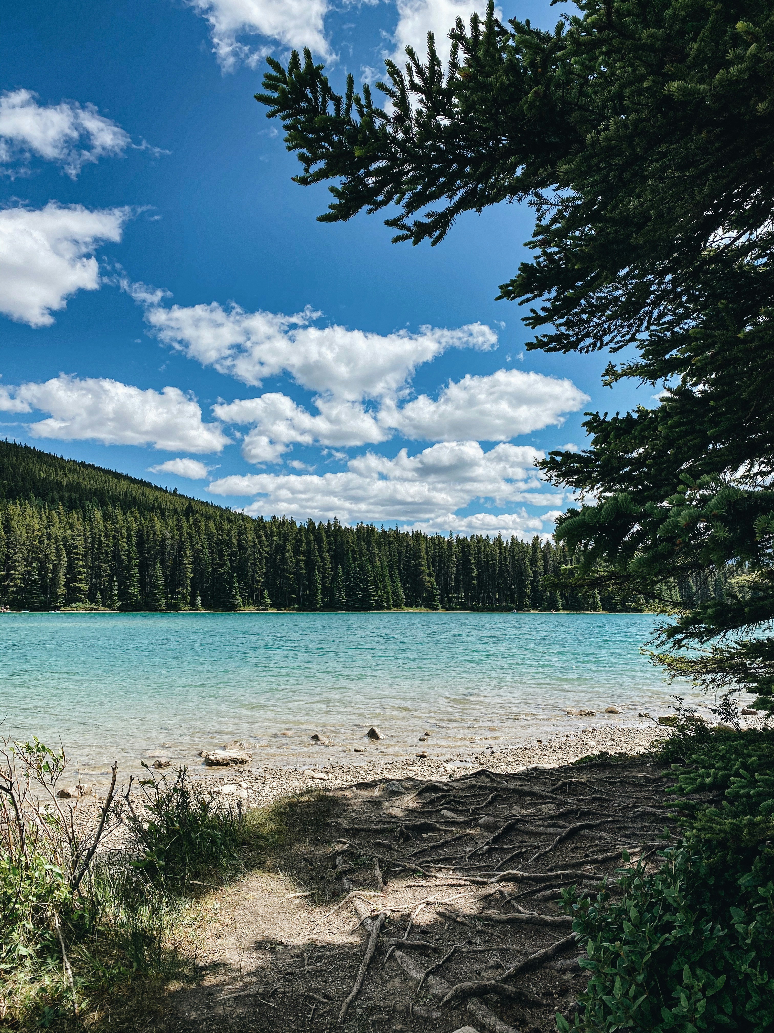 green pine trees near body of water under blue sky and white clouds during daytime