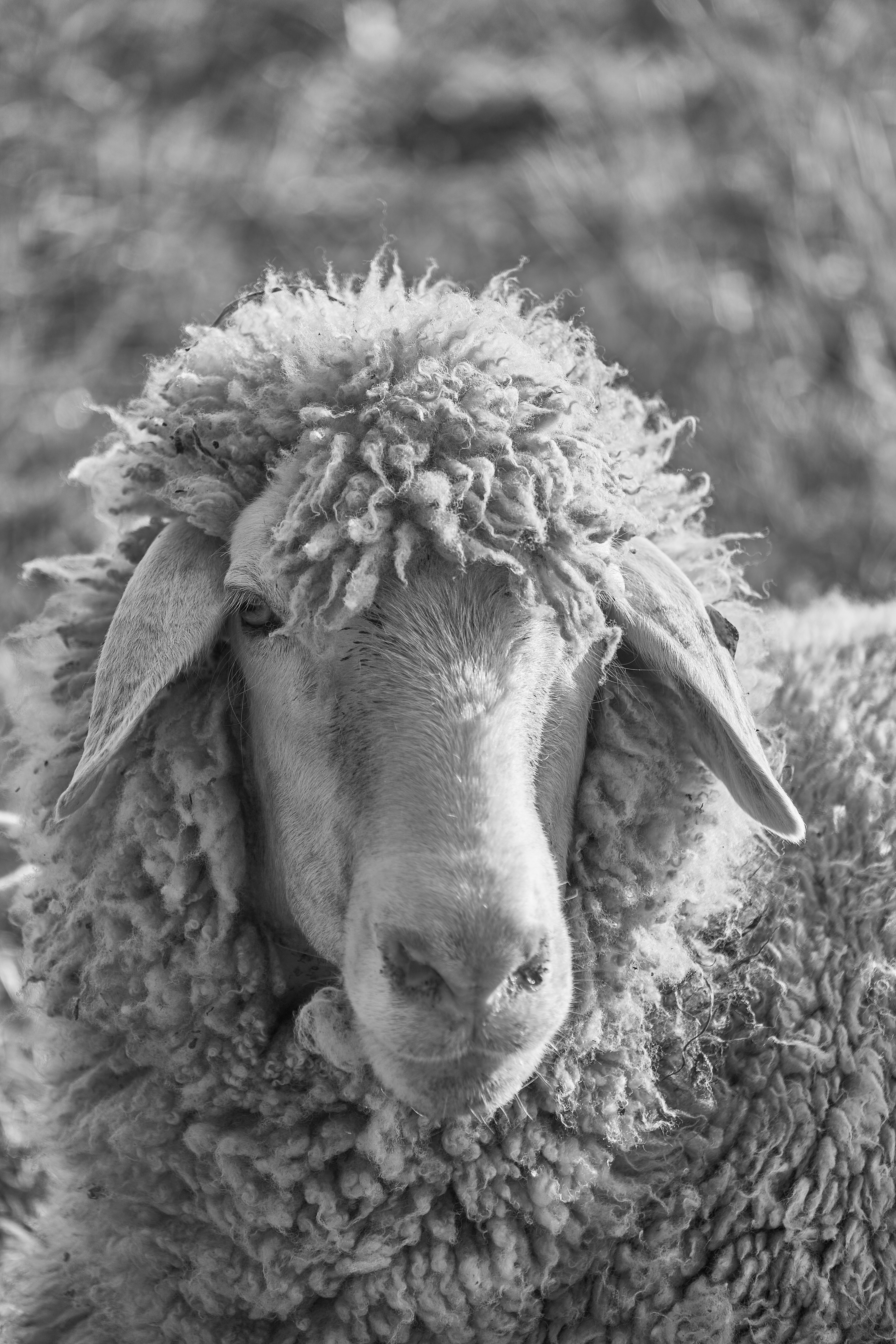 Centered Gaze: A Woolly Sheep in Monochrome