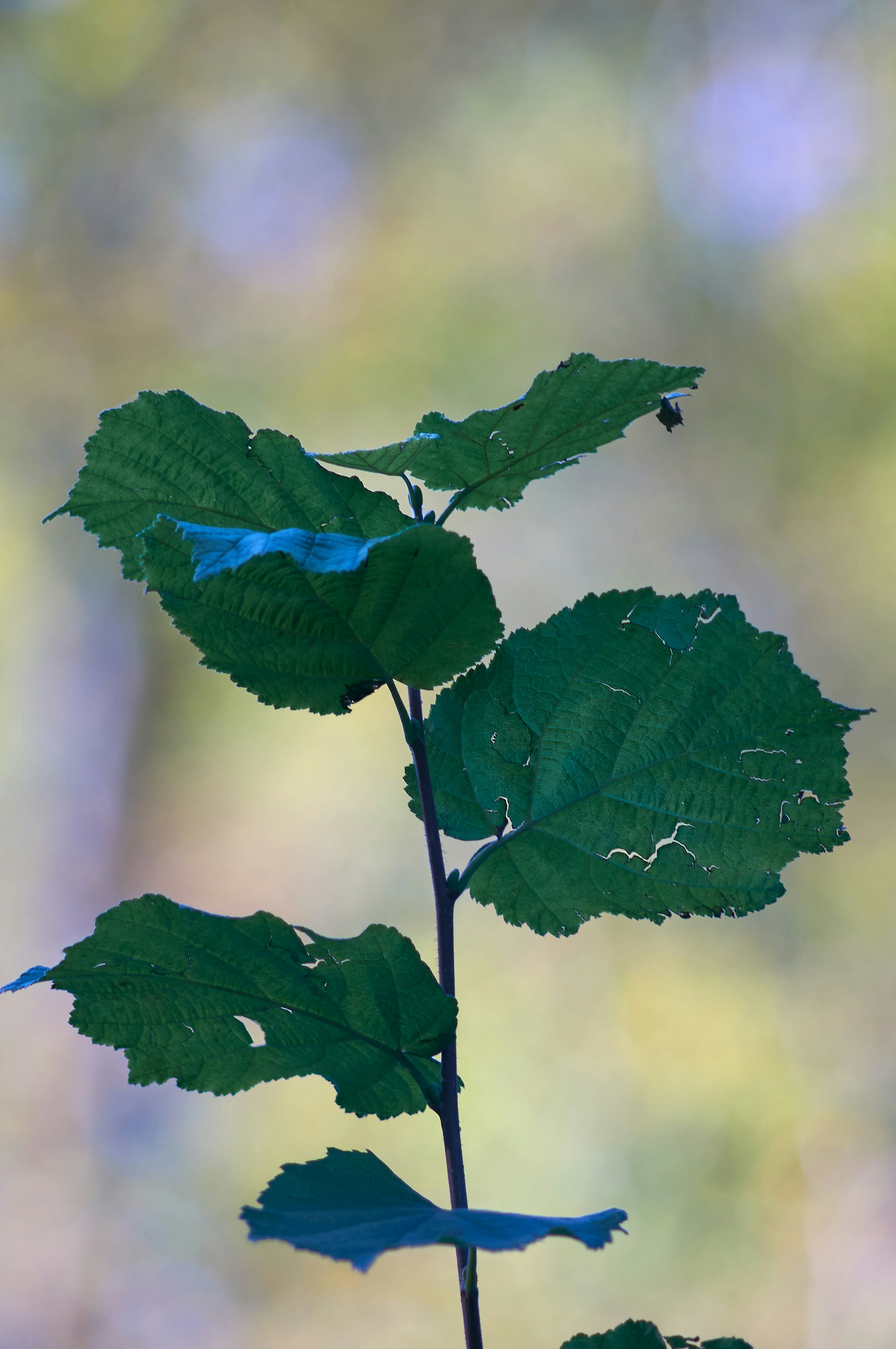 green leaf in close up photography