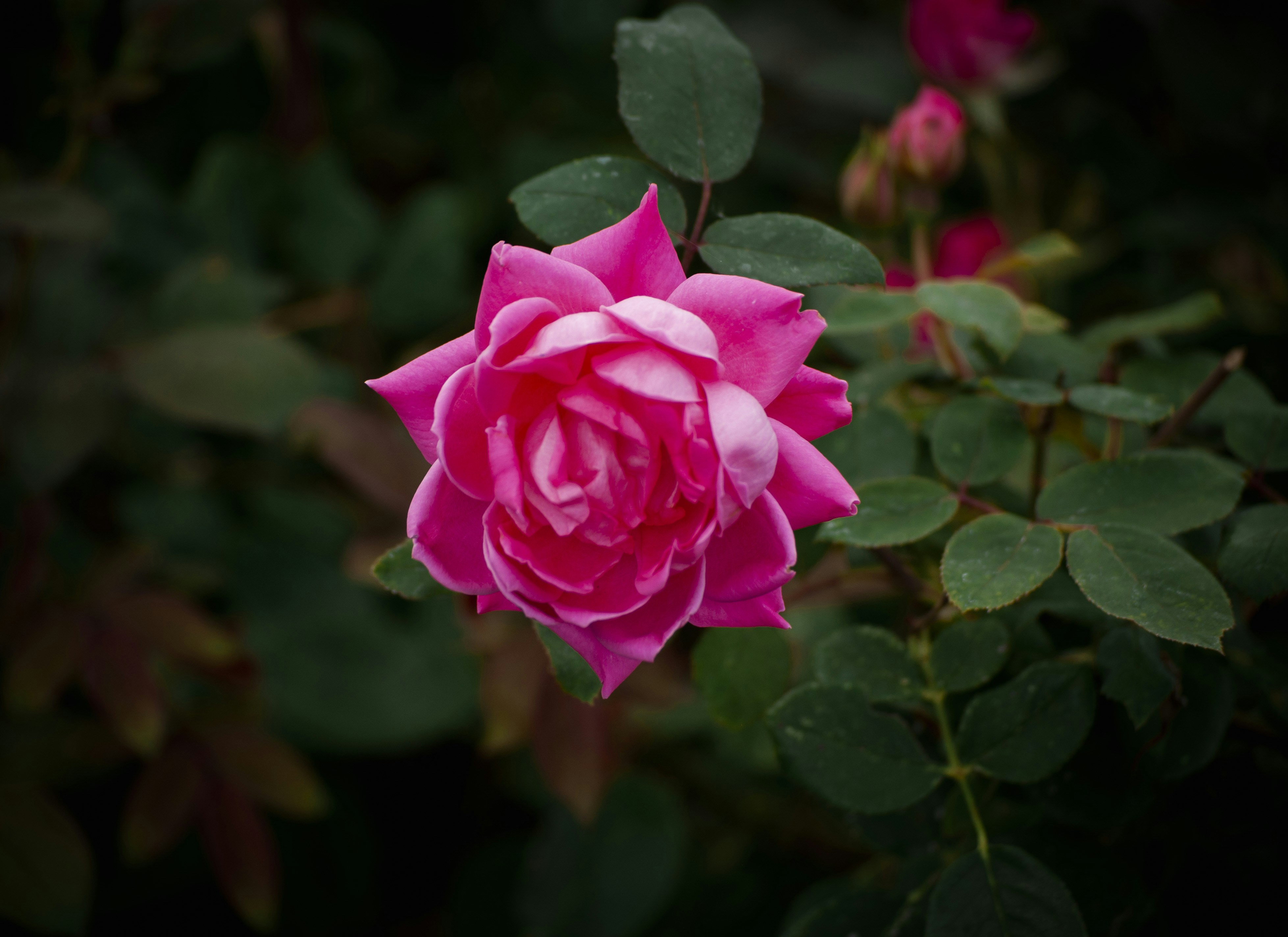 Pink rose in bloom during daytime photo – Free Flower Image on Unsplash