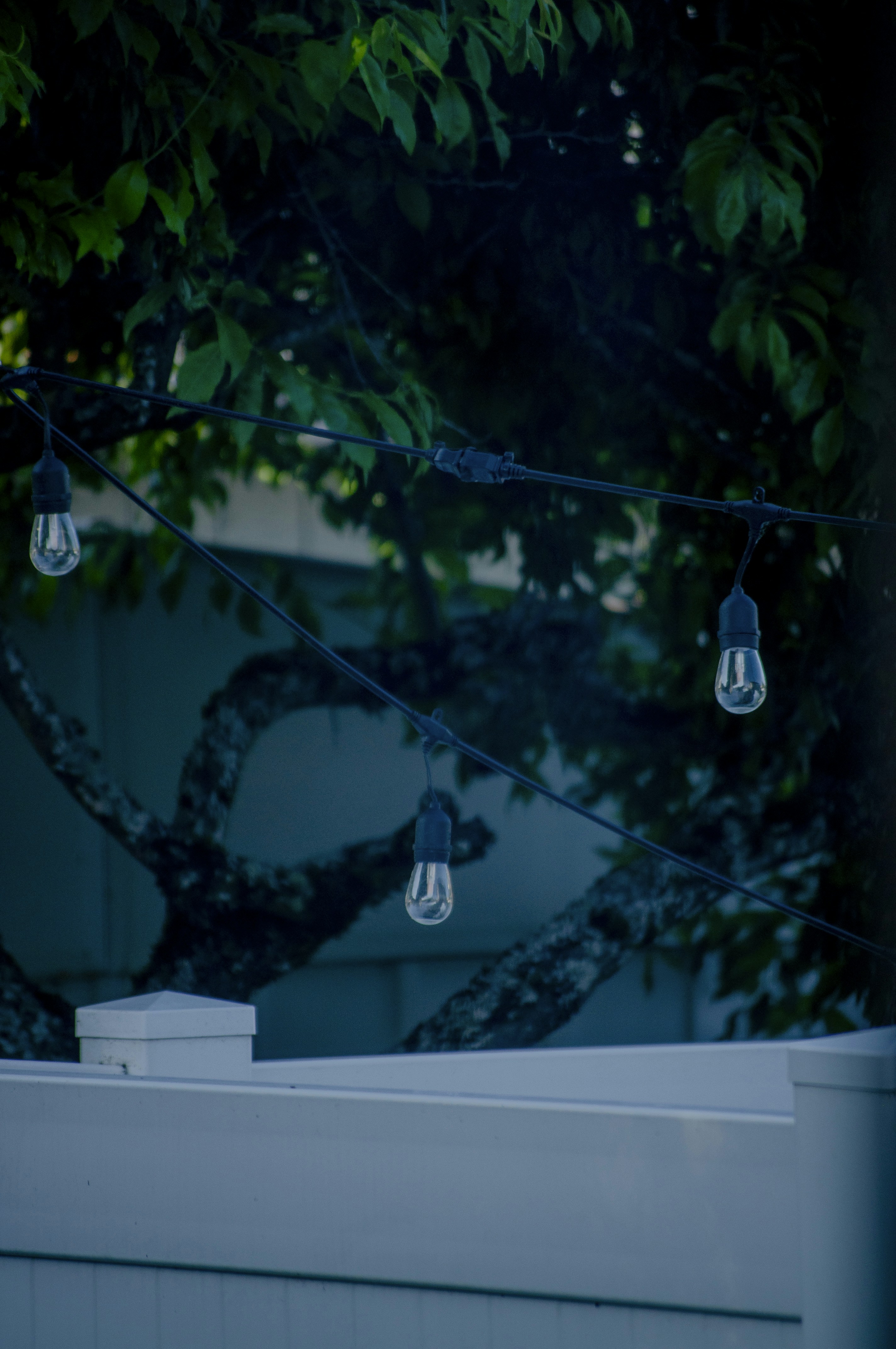 Blue Hour Glow: Edison Bulbs Draped Over a Quiet Backyard Fence