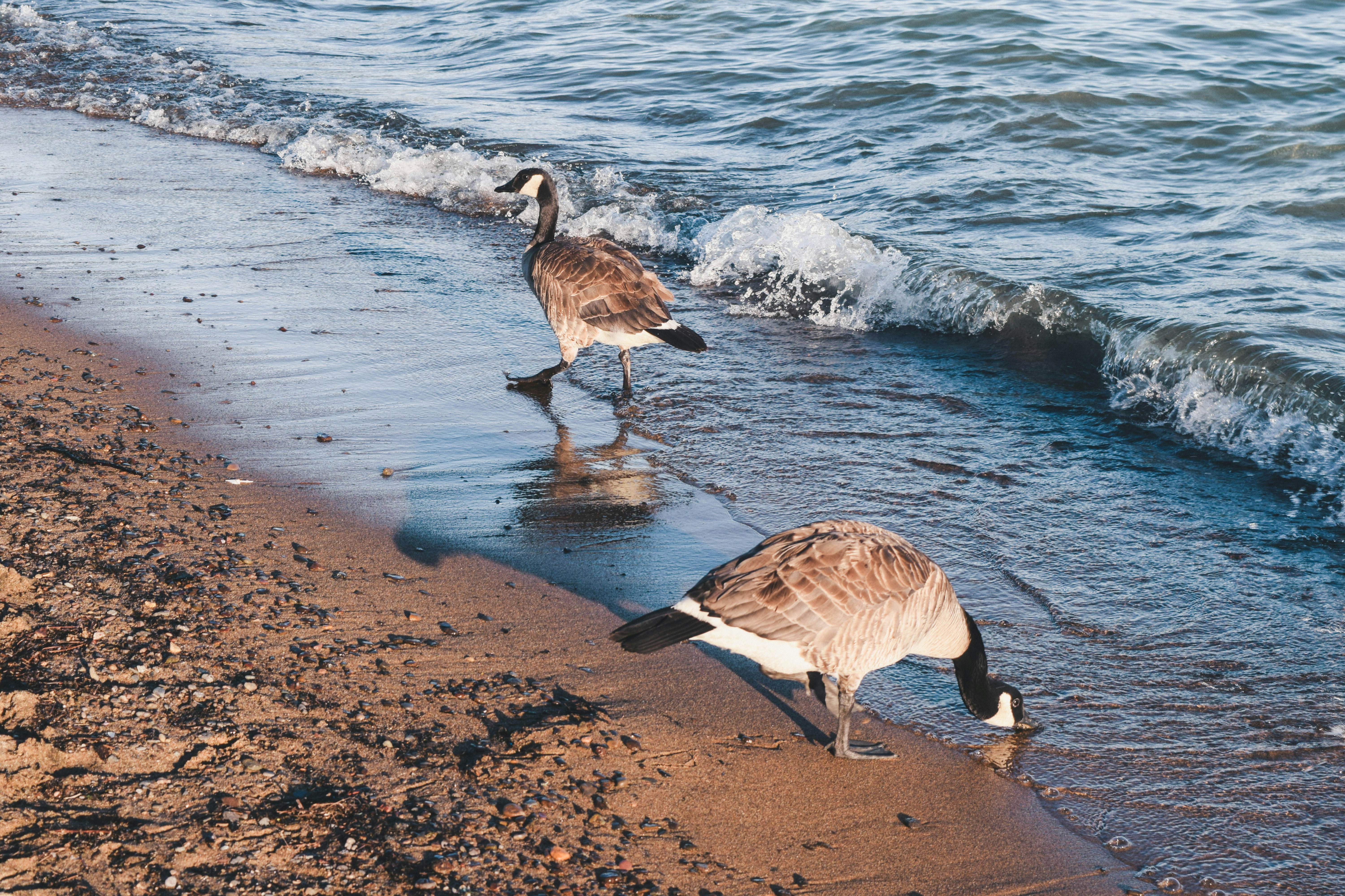 Two Canada Geese on a Quiet Shore, One Probing Sand, One Striding Toward the Water