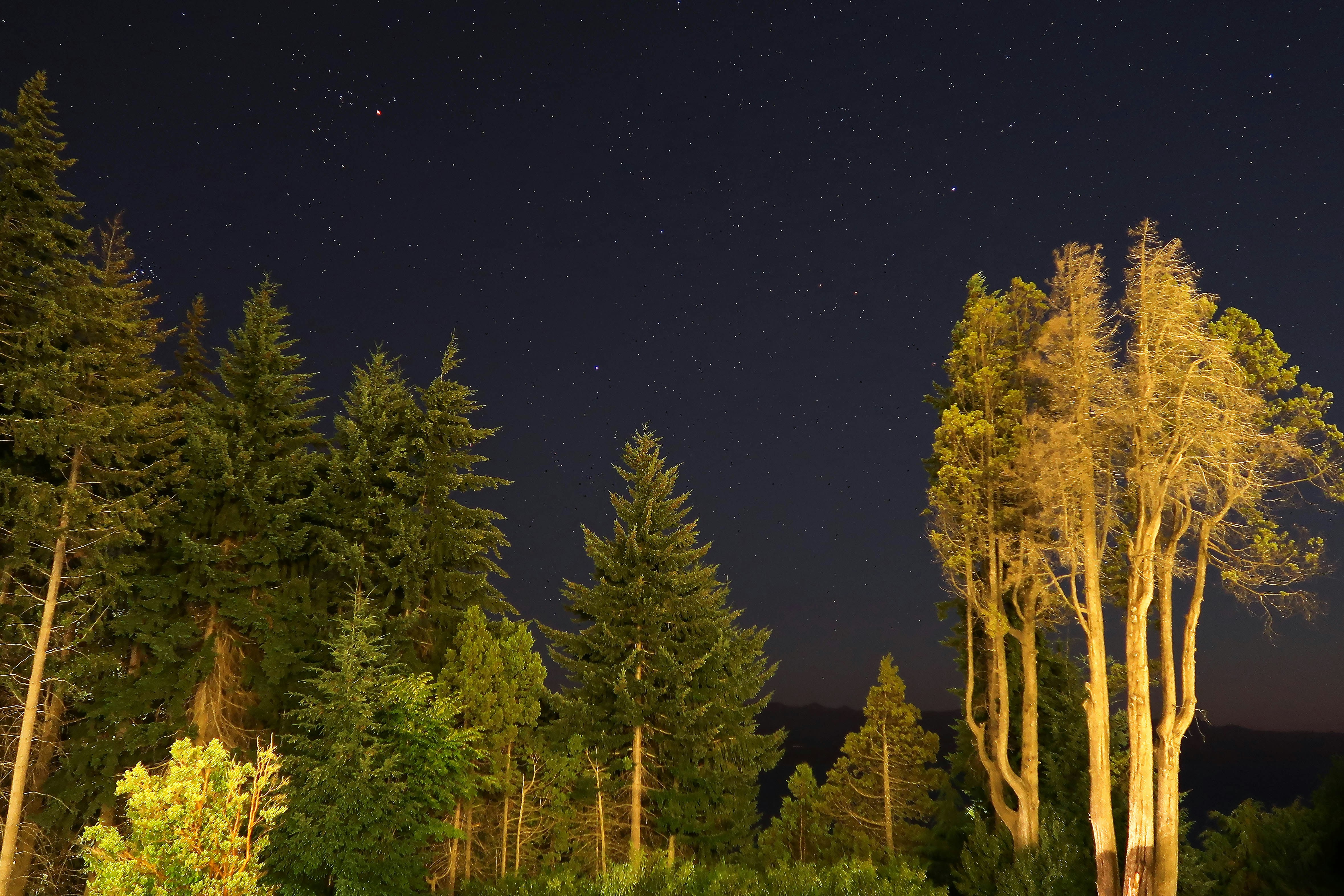 Night Sky Over Pine Forest: A Quiet Cosmos Above Moonlit Pines