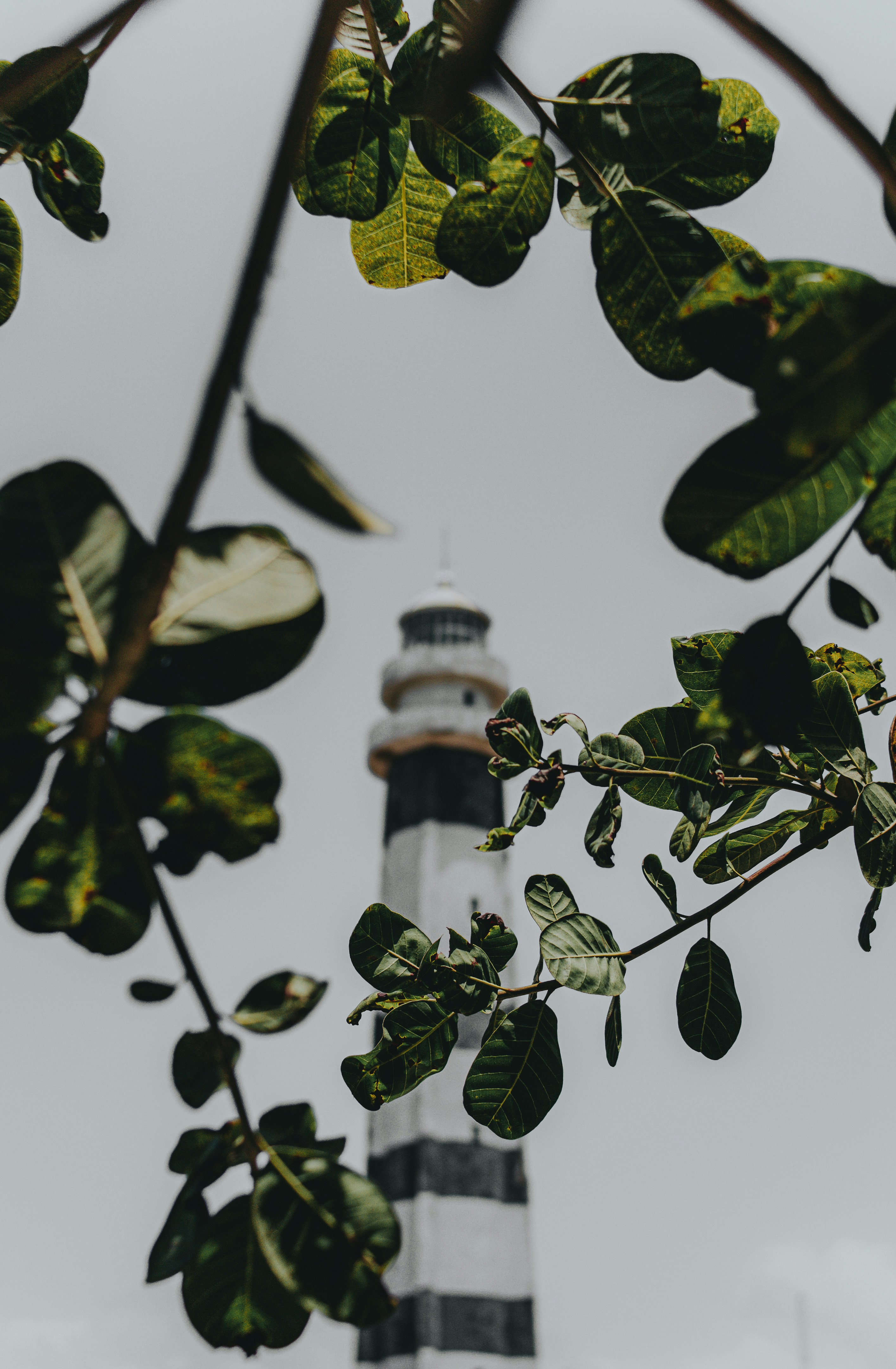 Lighthouse through the Leaves: A Bittersweet Tower Peeks Between Branches