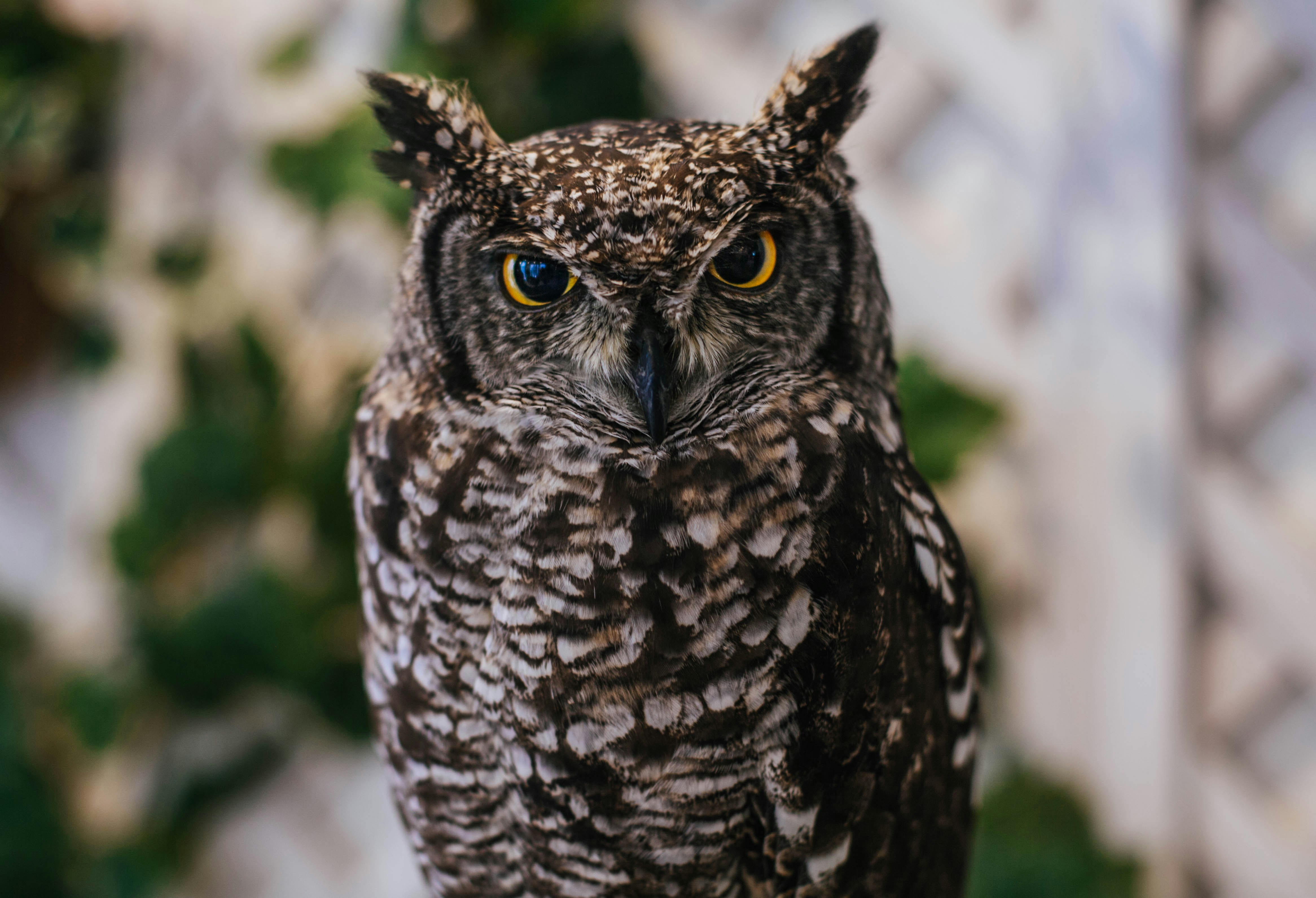 A close-up of a wise owl with striking yellow eyes and intricate feather patterns, perched against a softly blurred background of greenery.