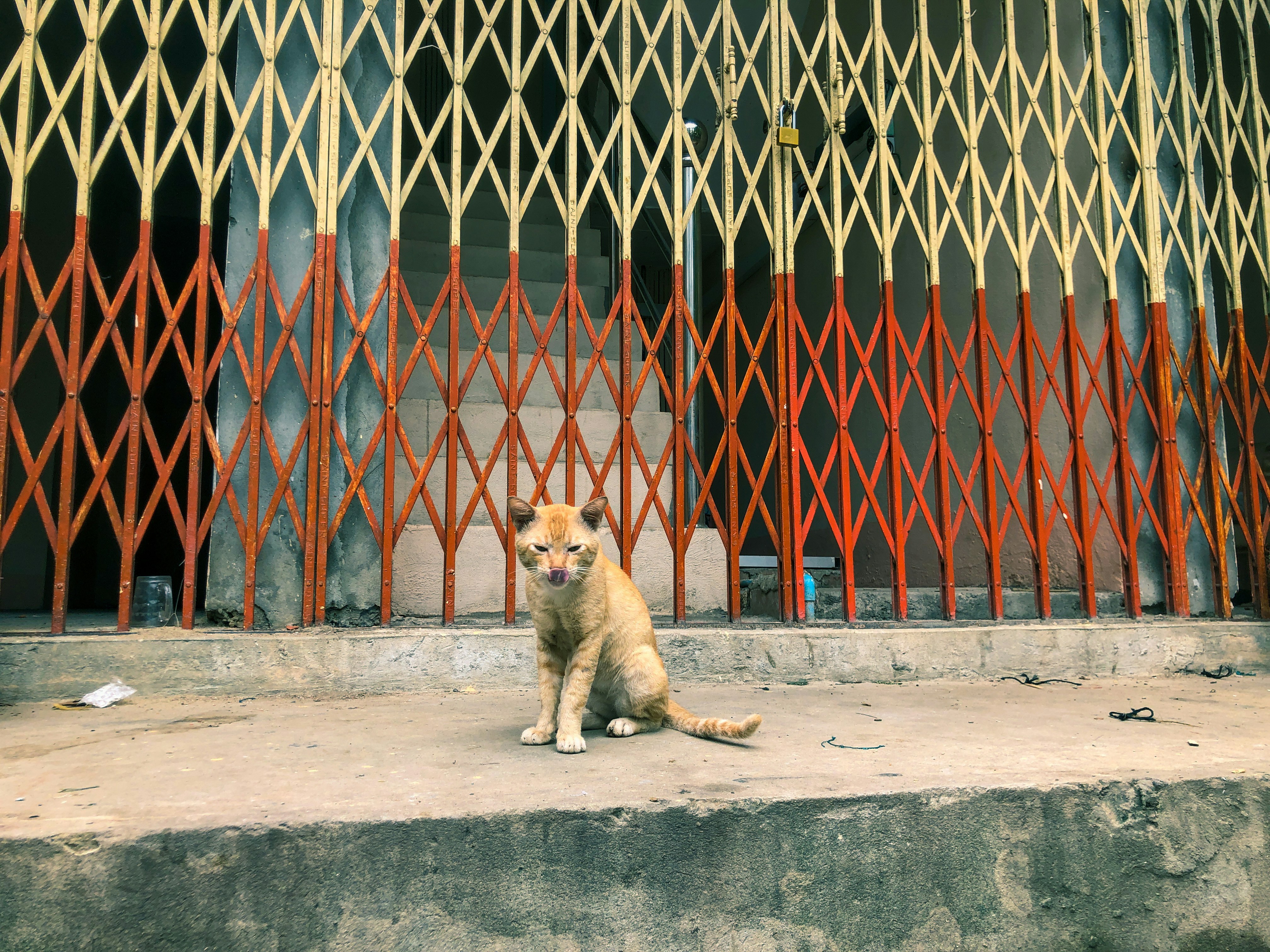 Threshold Guardian: Ginger Kitten on a Concrete Step Before a Woven Gate