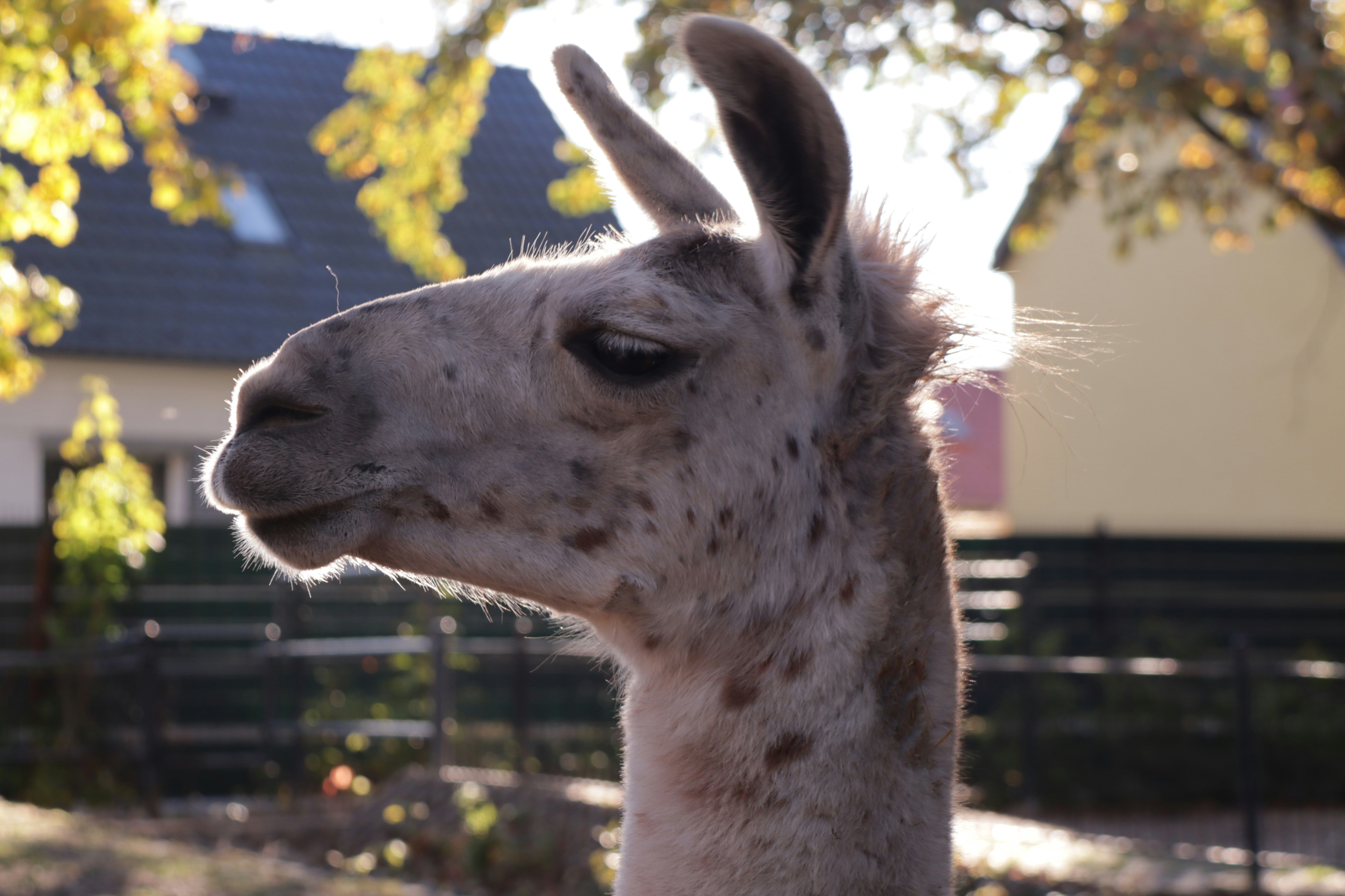 Backlit Profile: Llama in a Quiet Suburban Glow