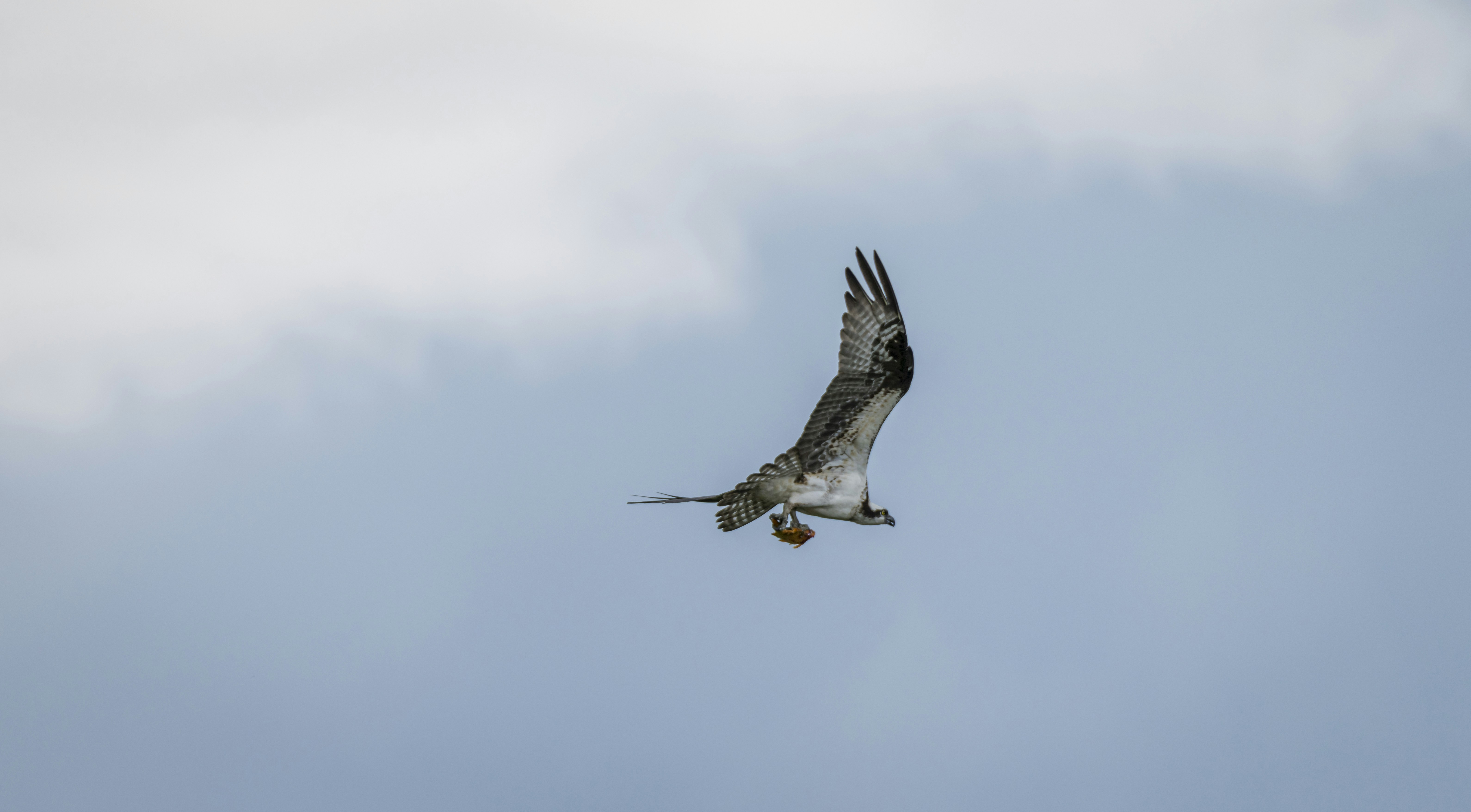 Flying Hawk Pictures | Download Free Images on Unsplash