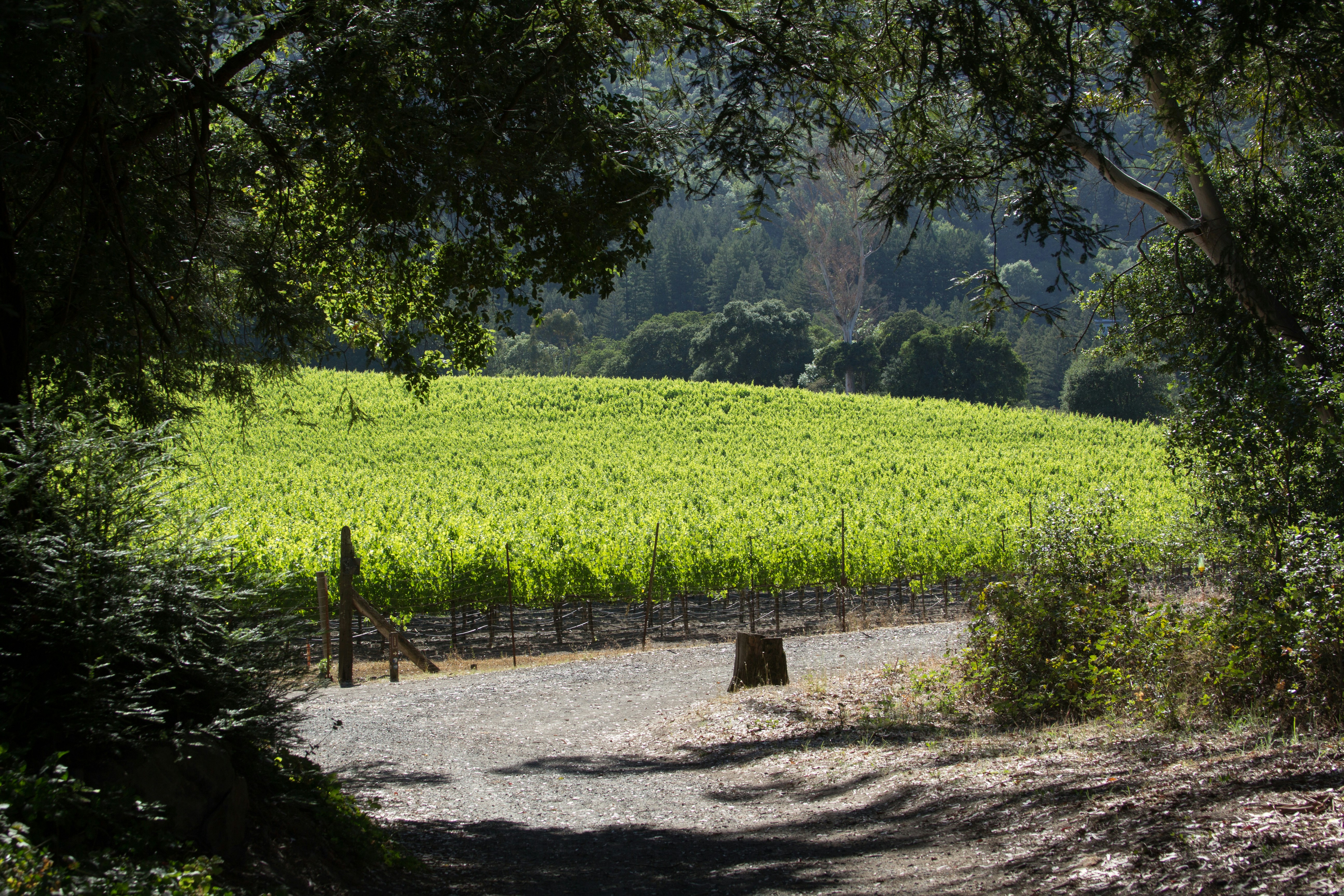 Sunlit grassy field bordered by lush trees under a clear blue sky.