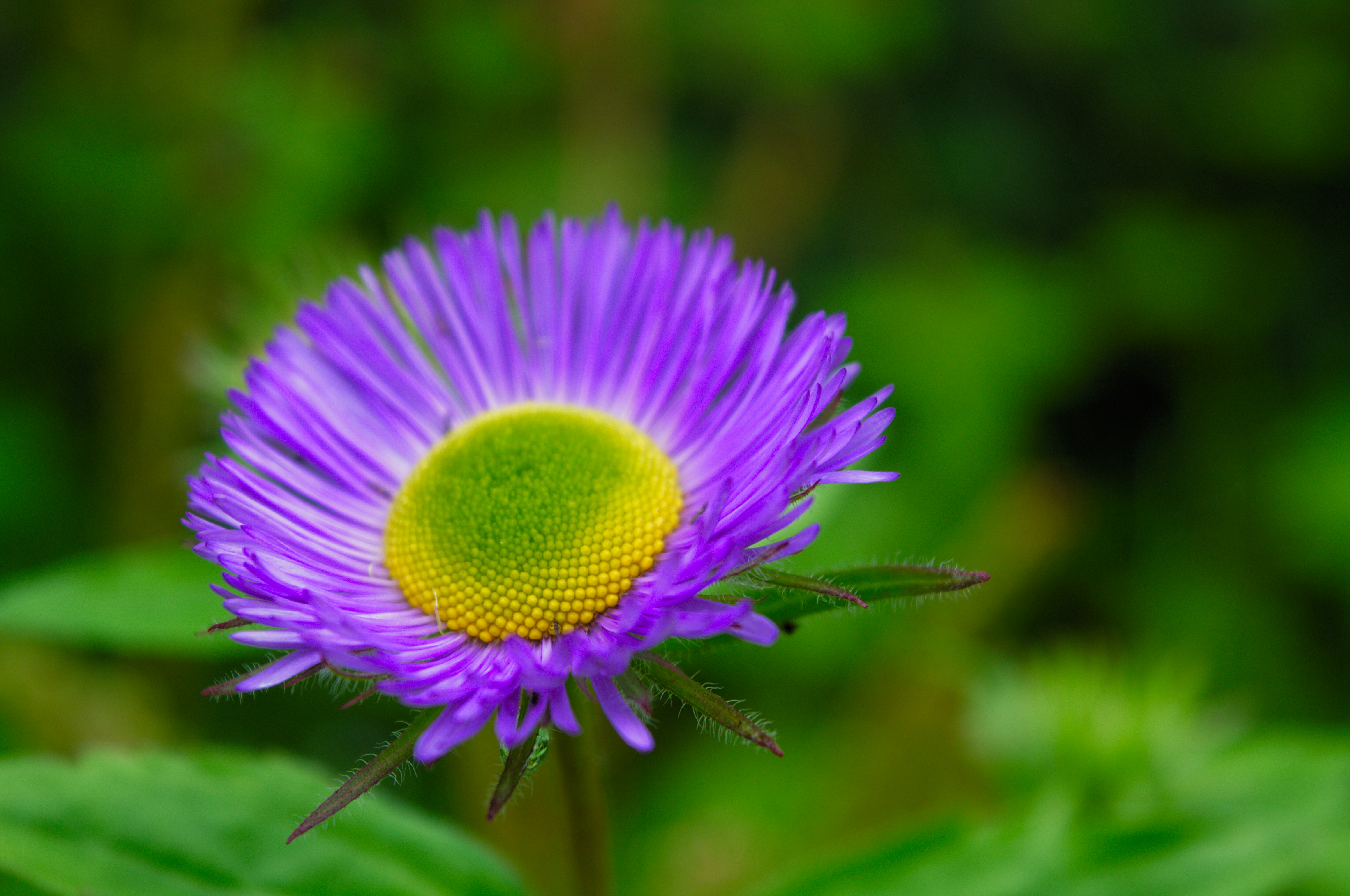 Petal Halo: Macro Portrait of a Purple Aster in Bloom