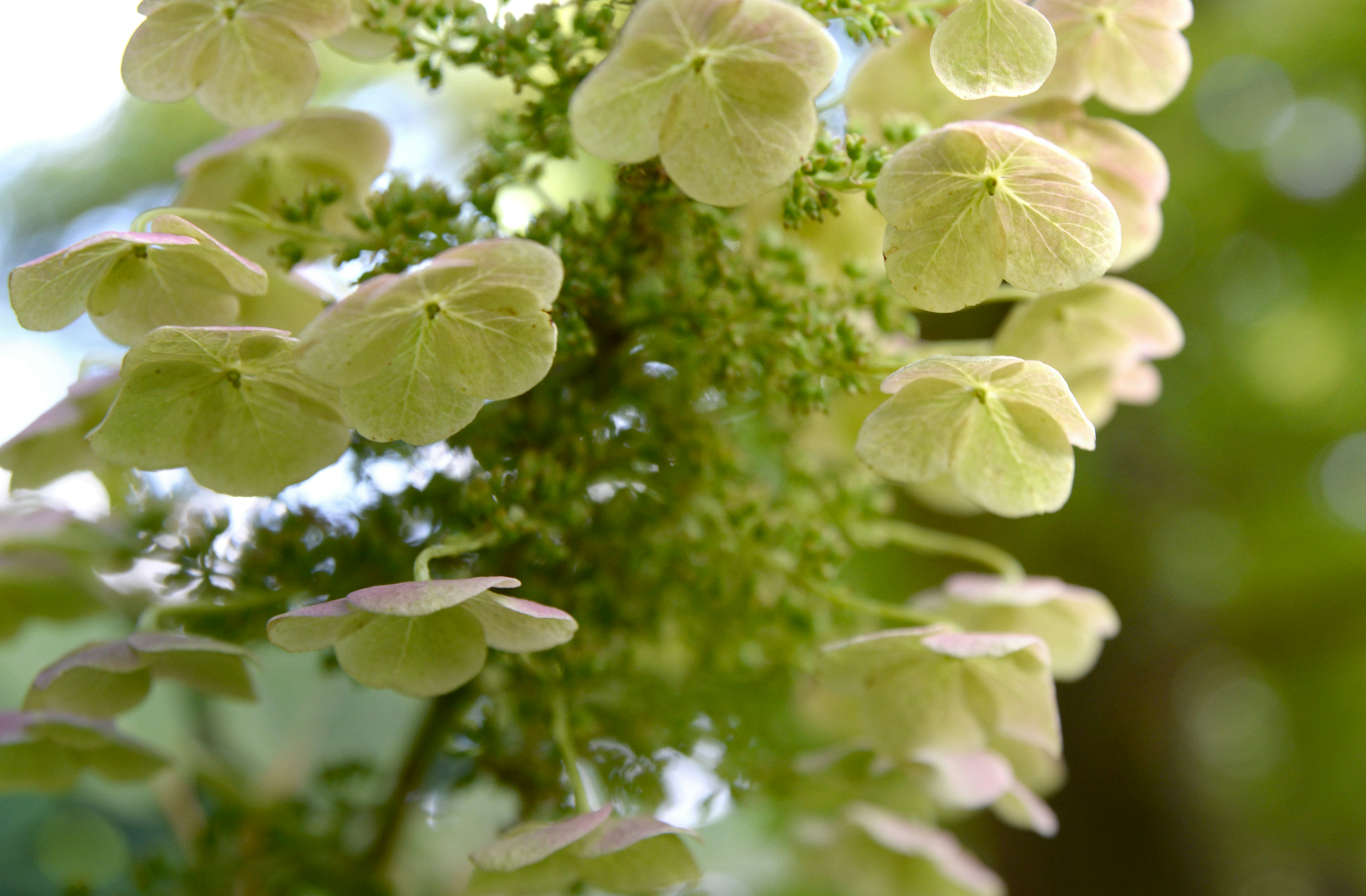 Bloom Green Pictures | Download Free Images on Unsplash