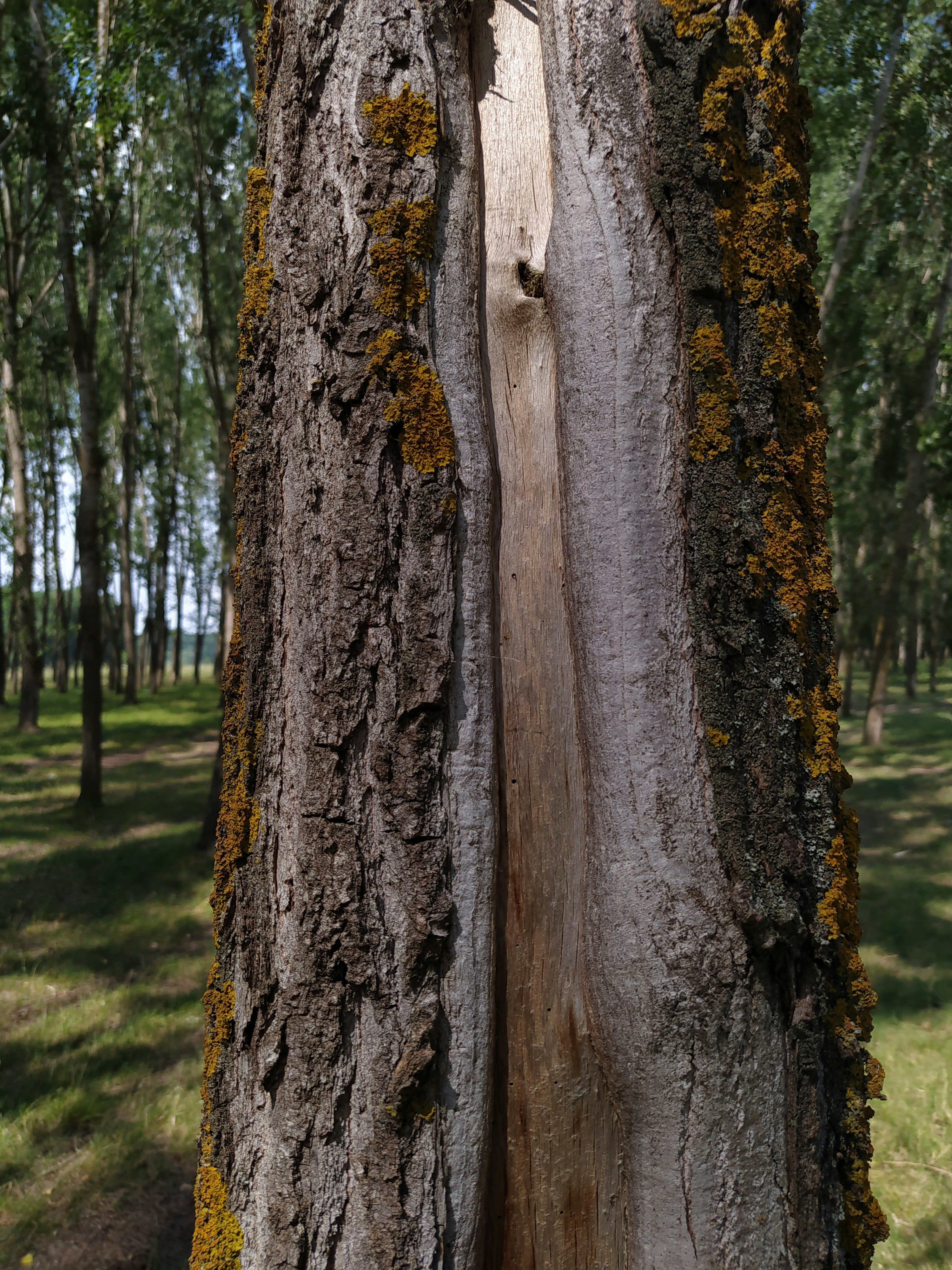 Vertical tree trunk with a pale central reveal and orange lichen, in a sunlit forest.