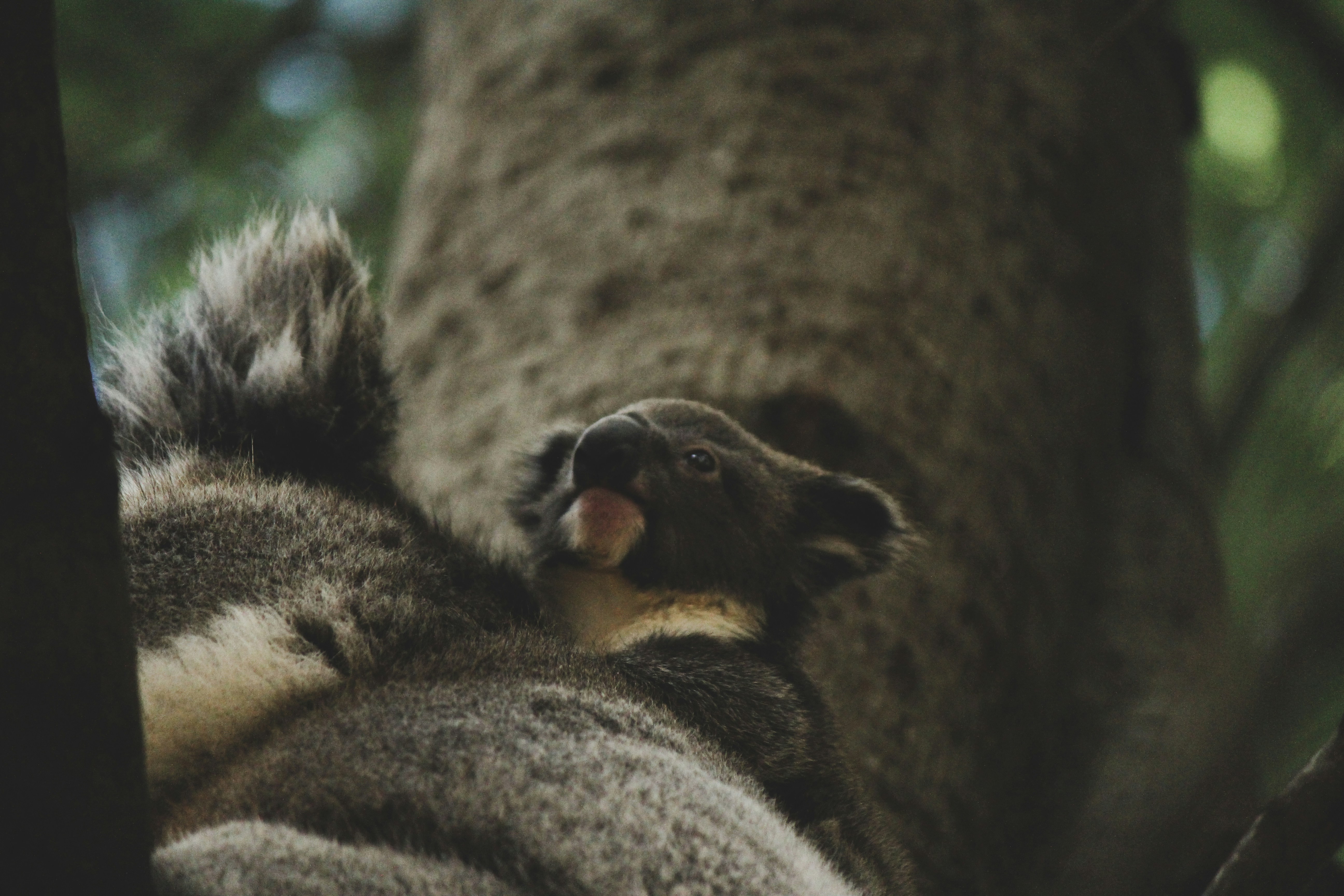 Cozy in the Canopy: A Koala's Quiet Moment Among the Trunk