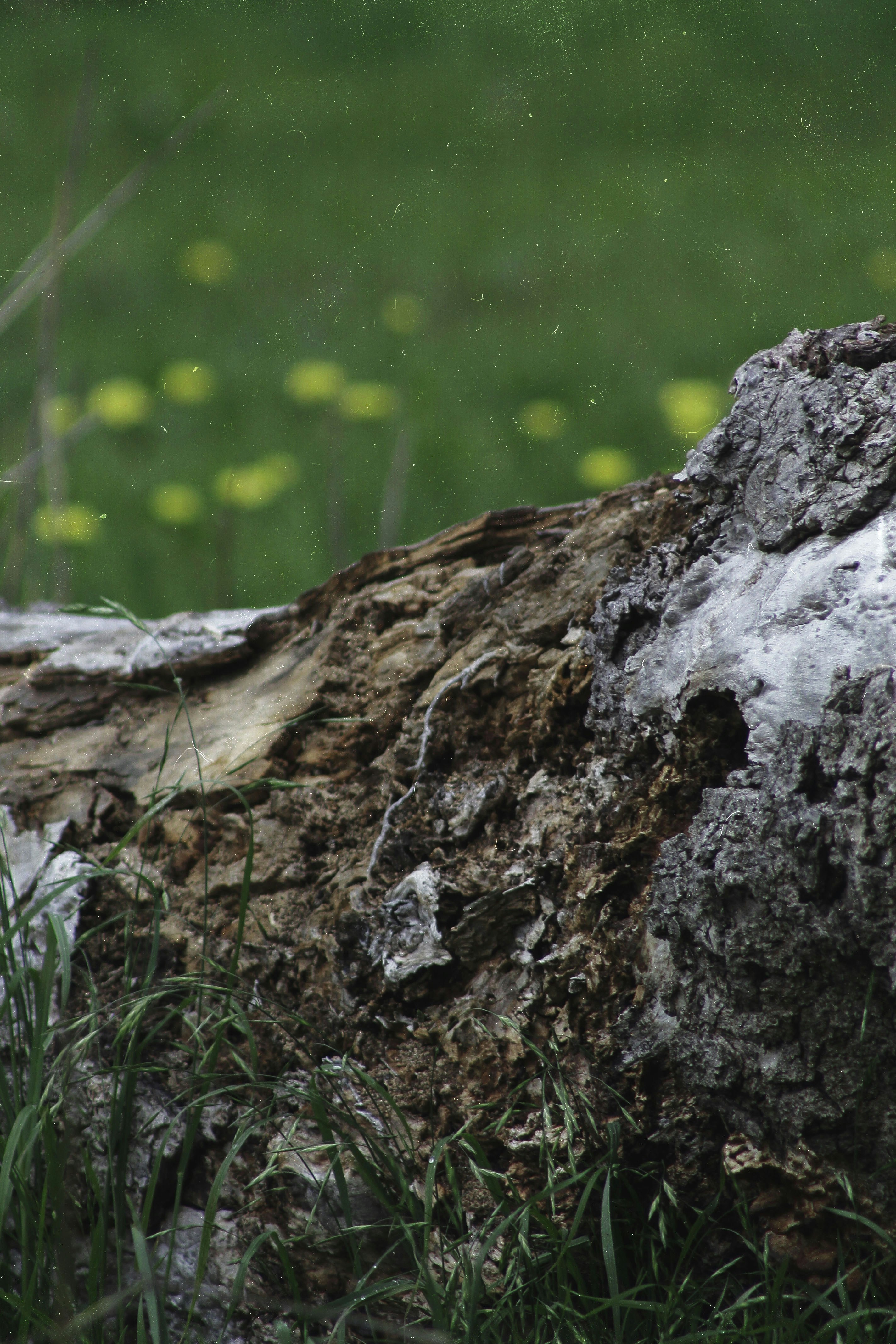 A closeup of a fallen tree amongst the overgrowth