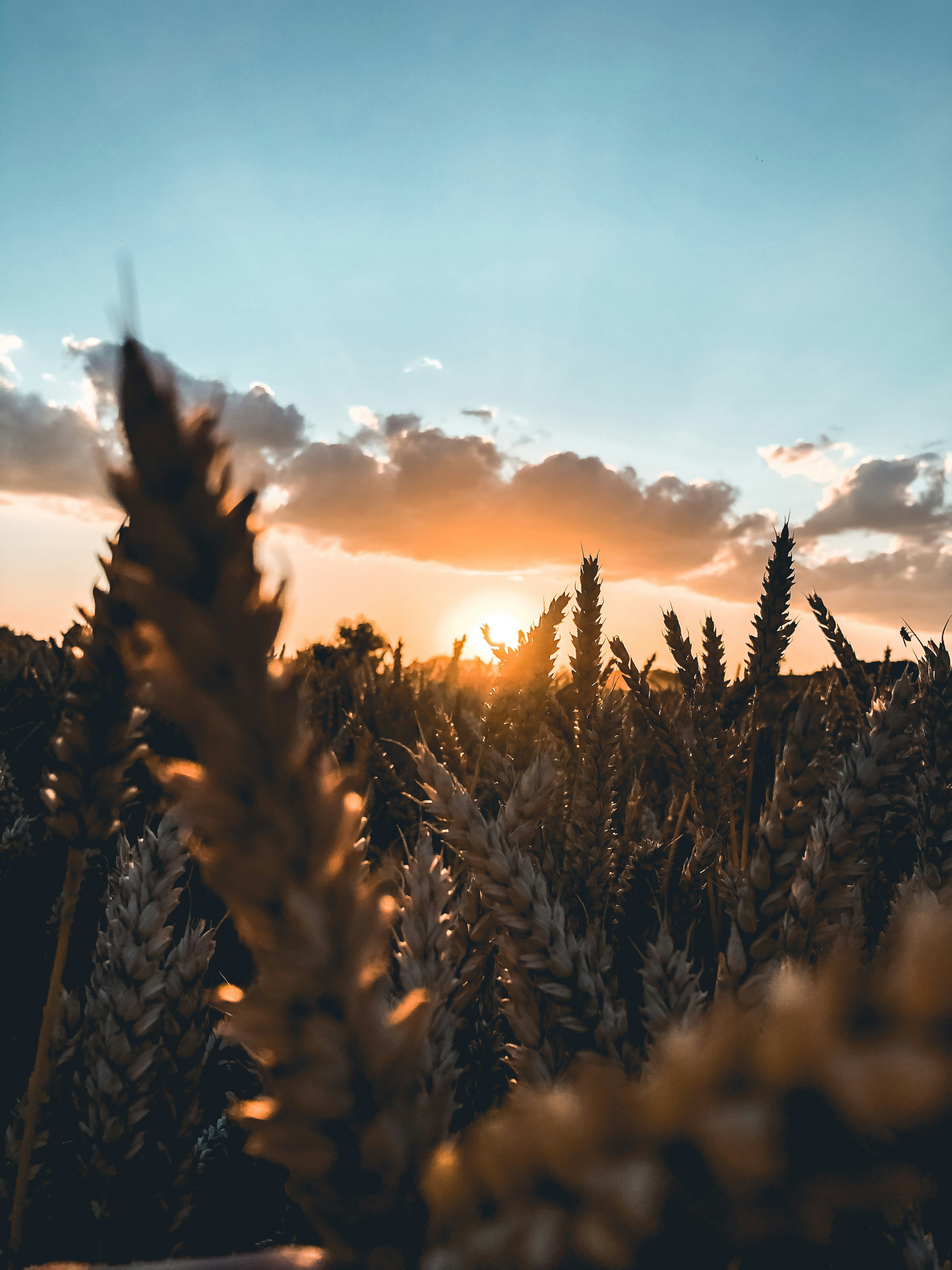 Wheat stalks silhouetted against a vibrant sunset, capturing the serene transition from day to night.