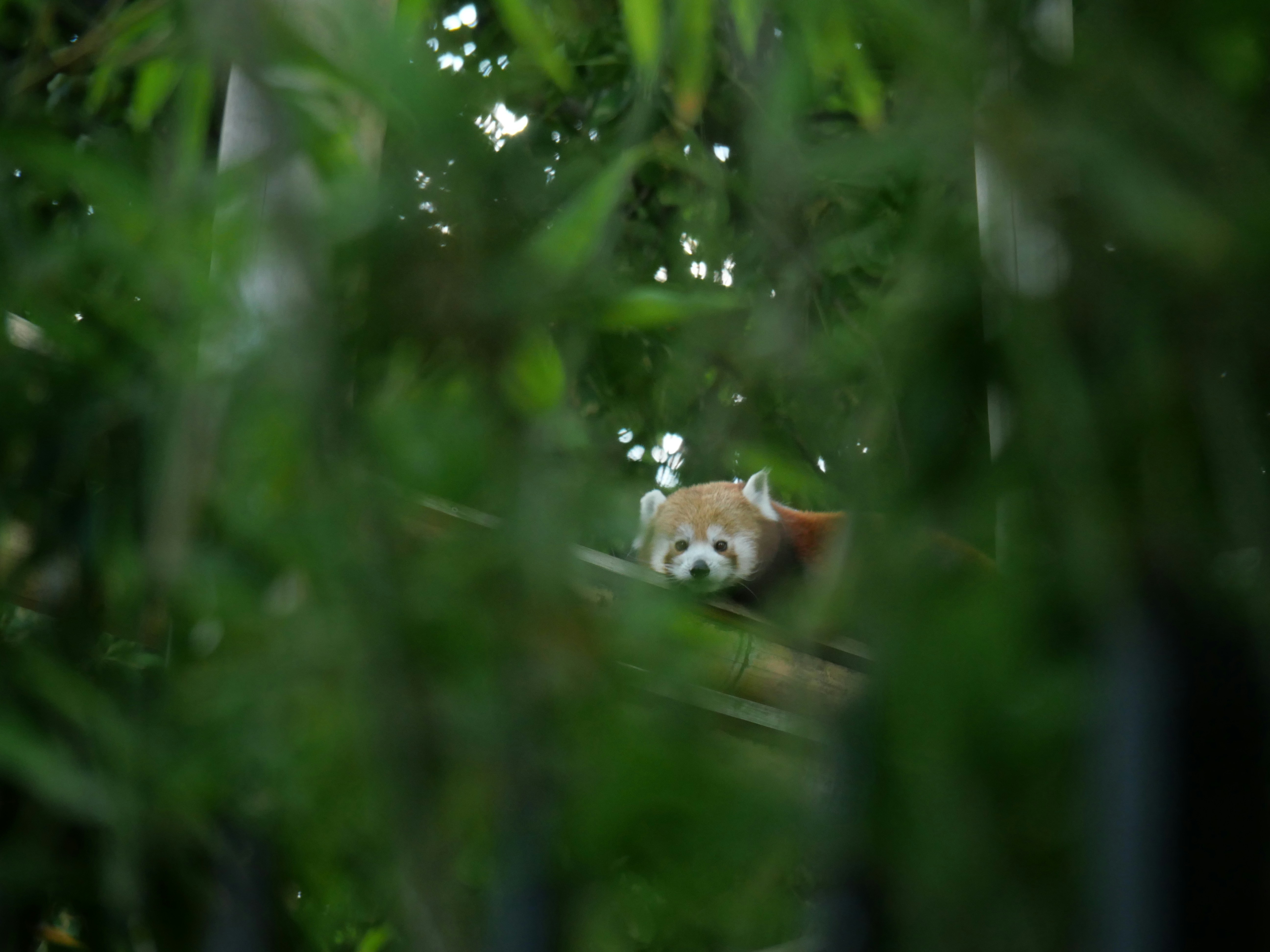 The Enigmatic Observer: A Red Panda's Retreat